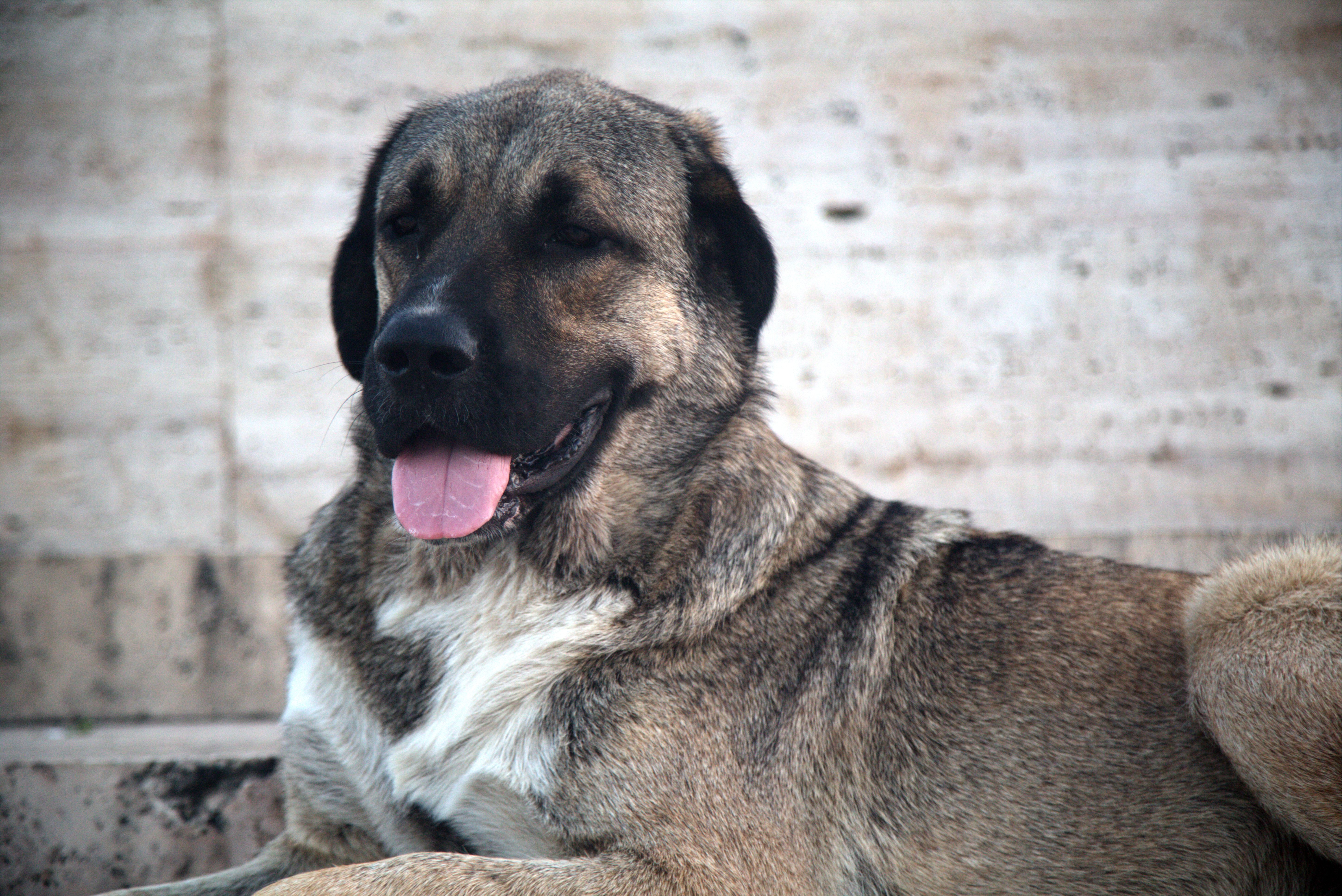 Kangal Dog Photos, Download The BEST Free Kangal Dog Stock Photos & HD ...