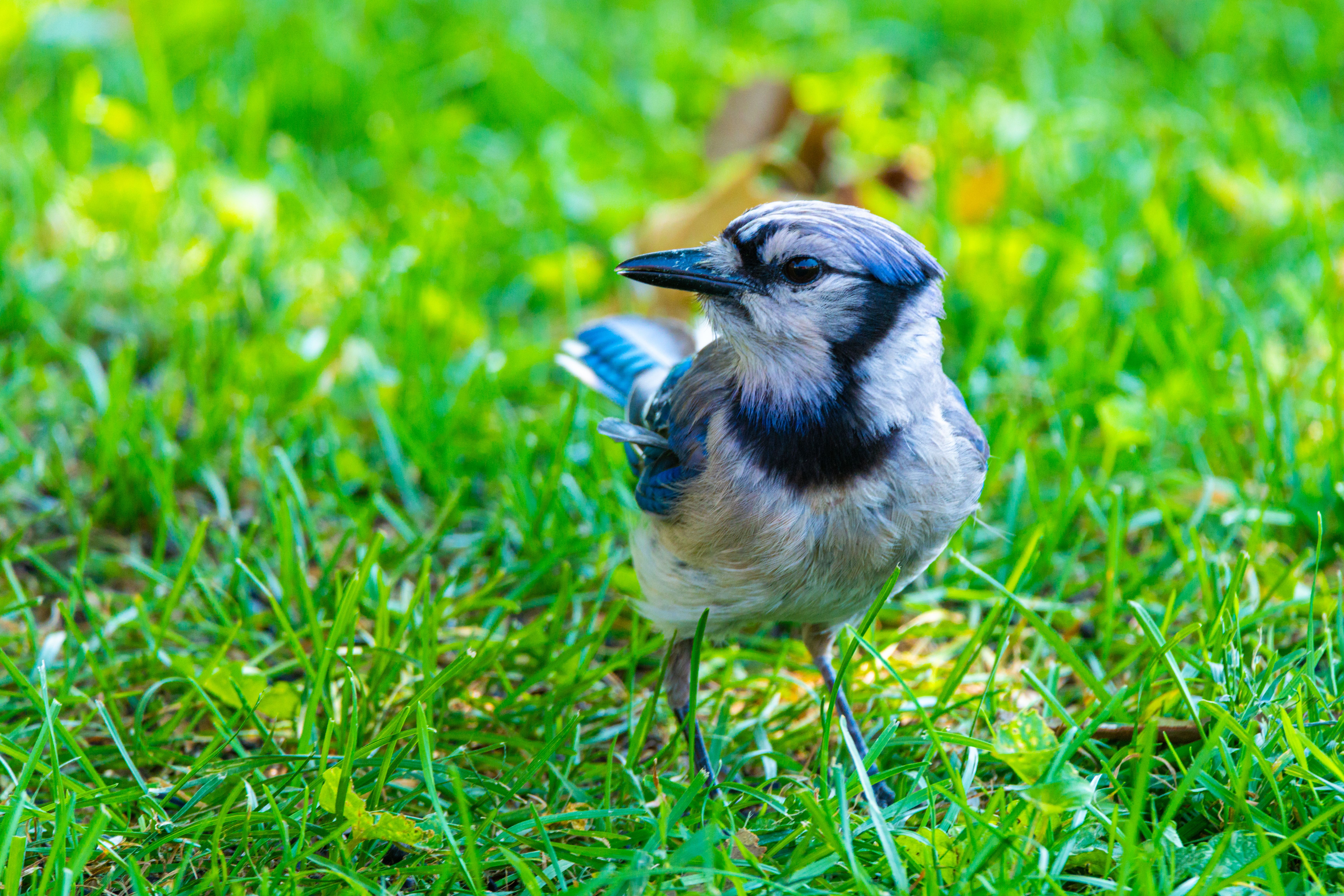 Bright Blue Jay in Lush Grass Setting · Free Stock Photo