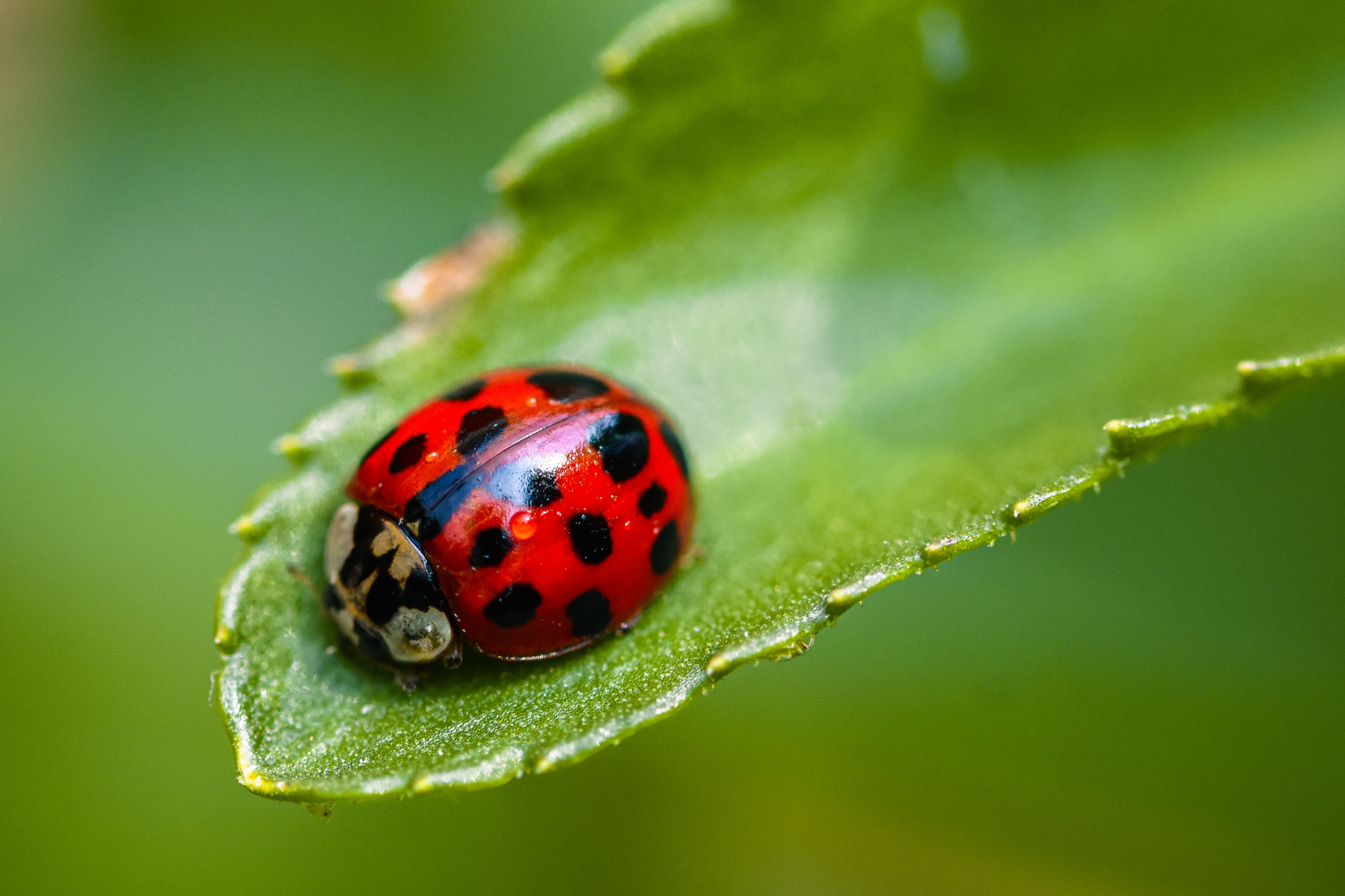 Vibrant Ladybug Resting on Dewy Green Leaf · Free Stock Photo