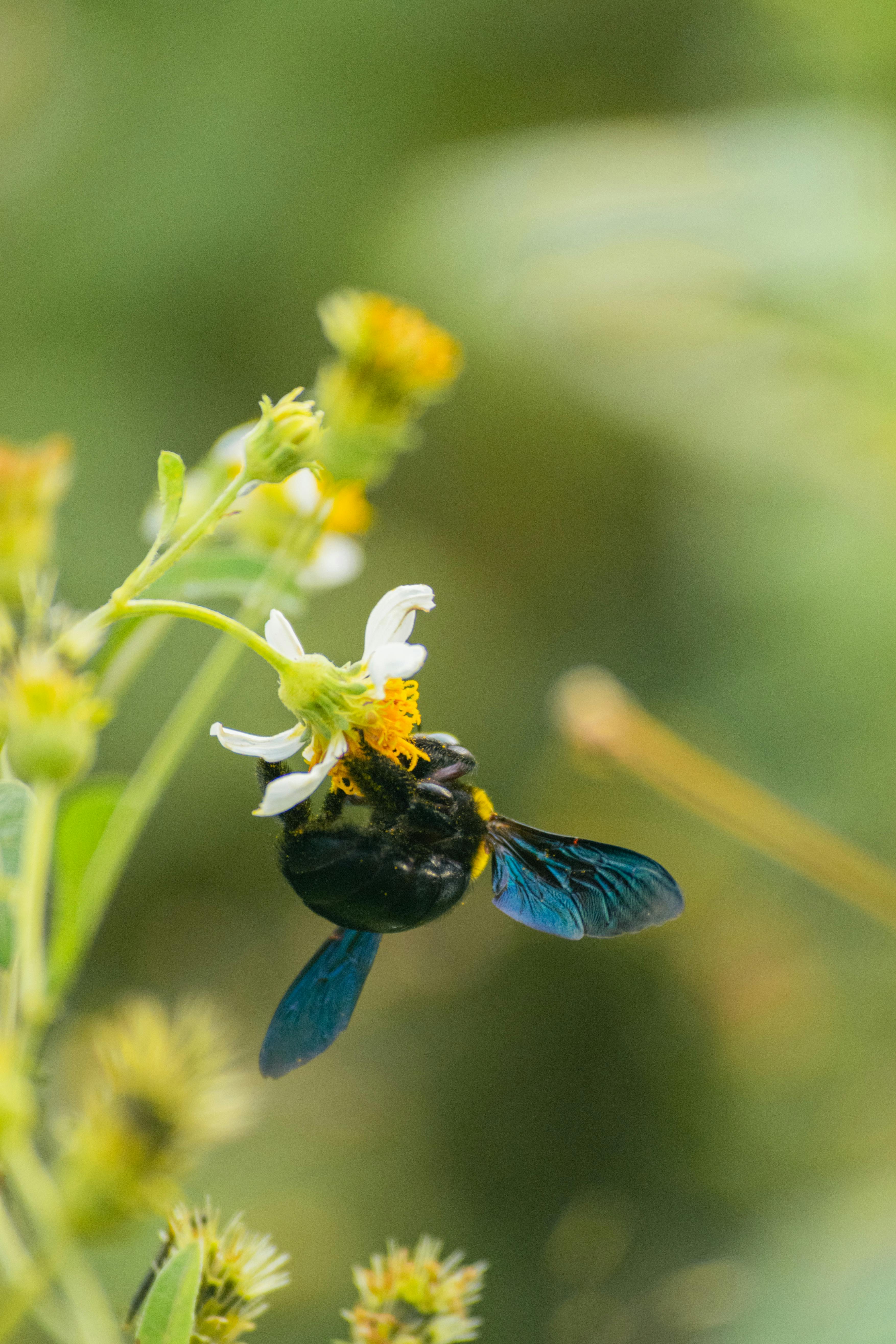 500.000+ melhores imagens de Asa+background · Download 100% grátis ...