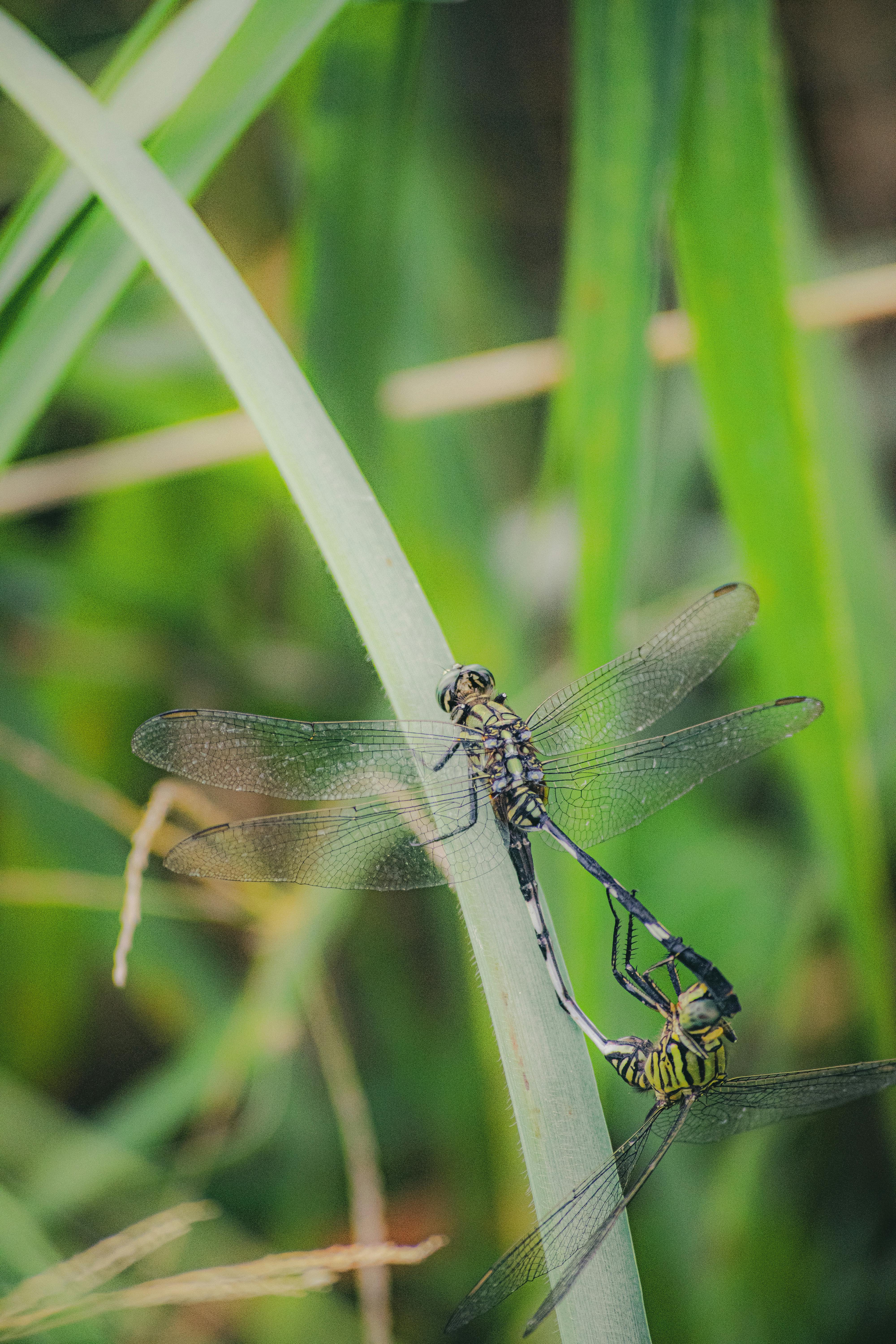 Dragonfly Specifmen Photos, Download The BEST Free Dragonfly Specifmen Stock Photos & HD Images