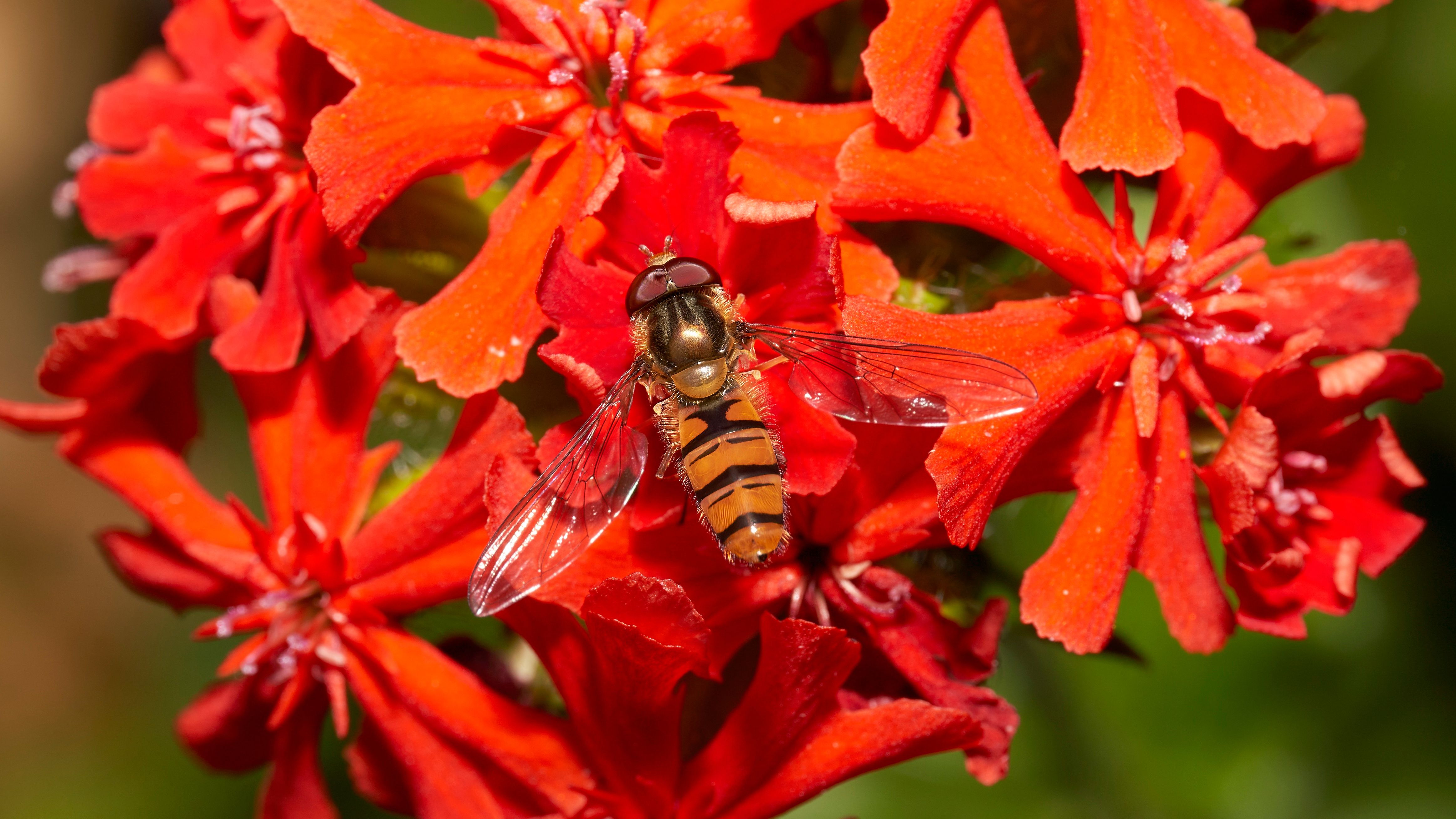 Hoverfly on Vibrant Red Flower in Oslo Garden · Free Stock Photo