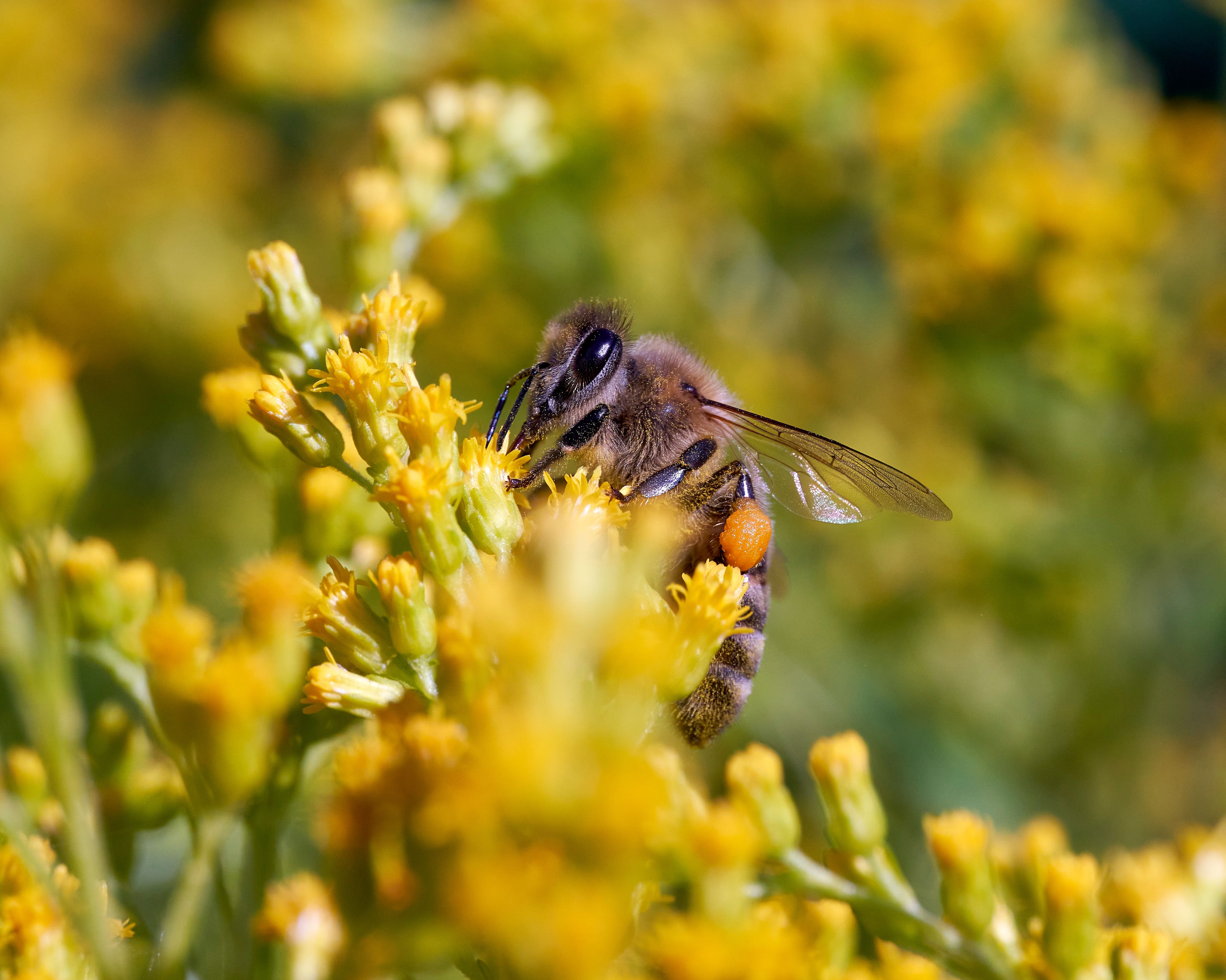 Busy Bee Photos, Download The BEST Free Busy Bee Stock Photos & HD Images