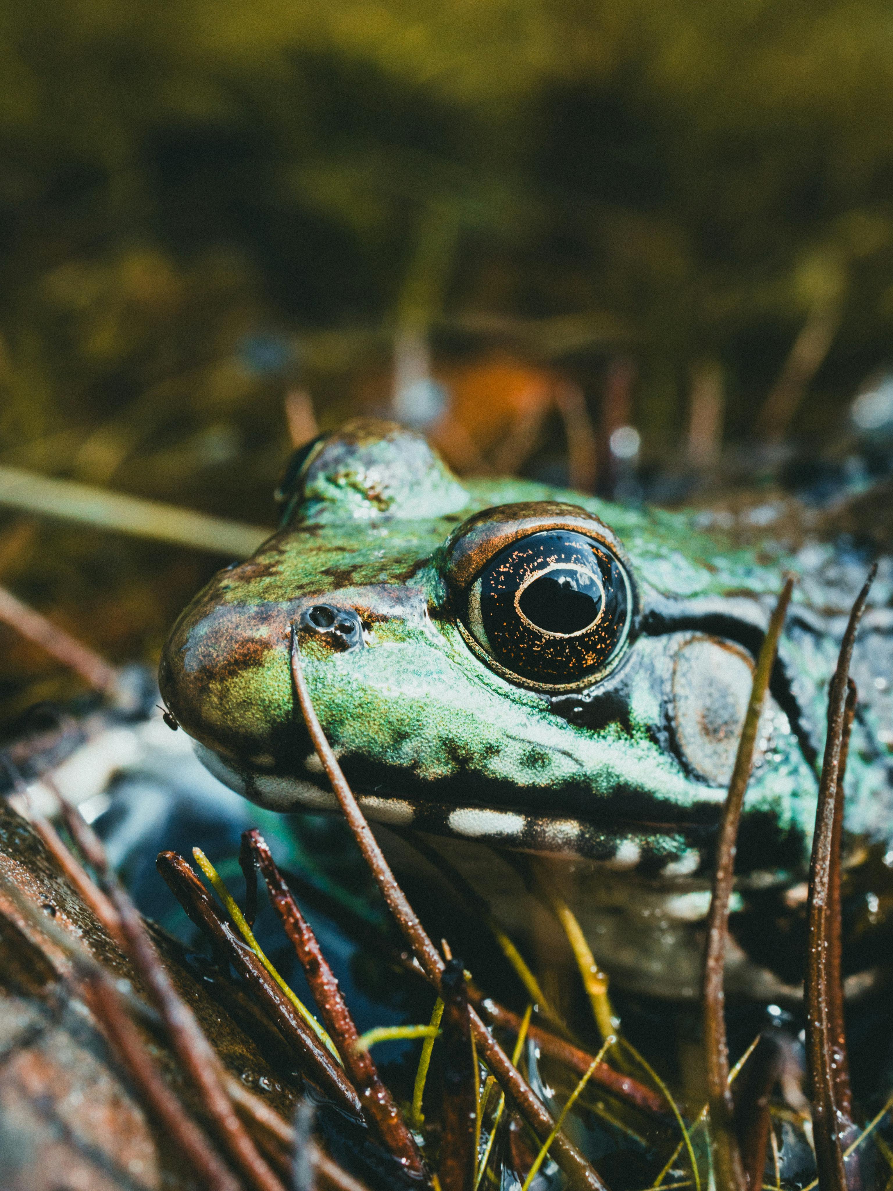 Frogs Photos, Download The BEST Free Frogs Stock Photos & HD Images