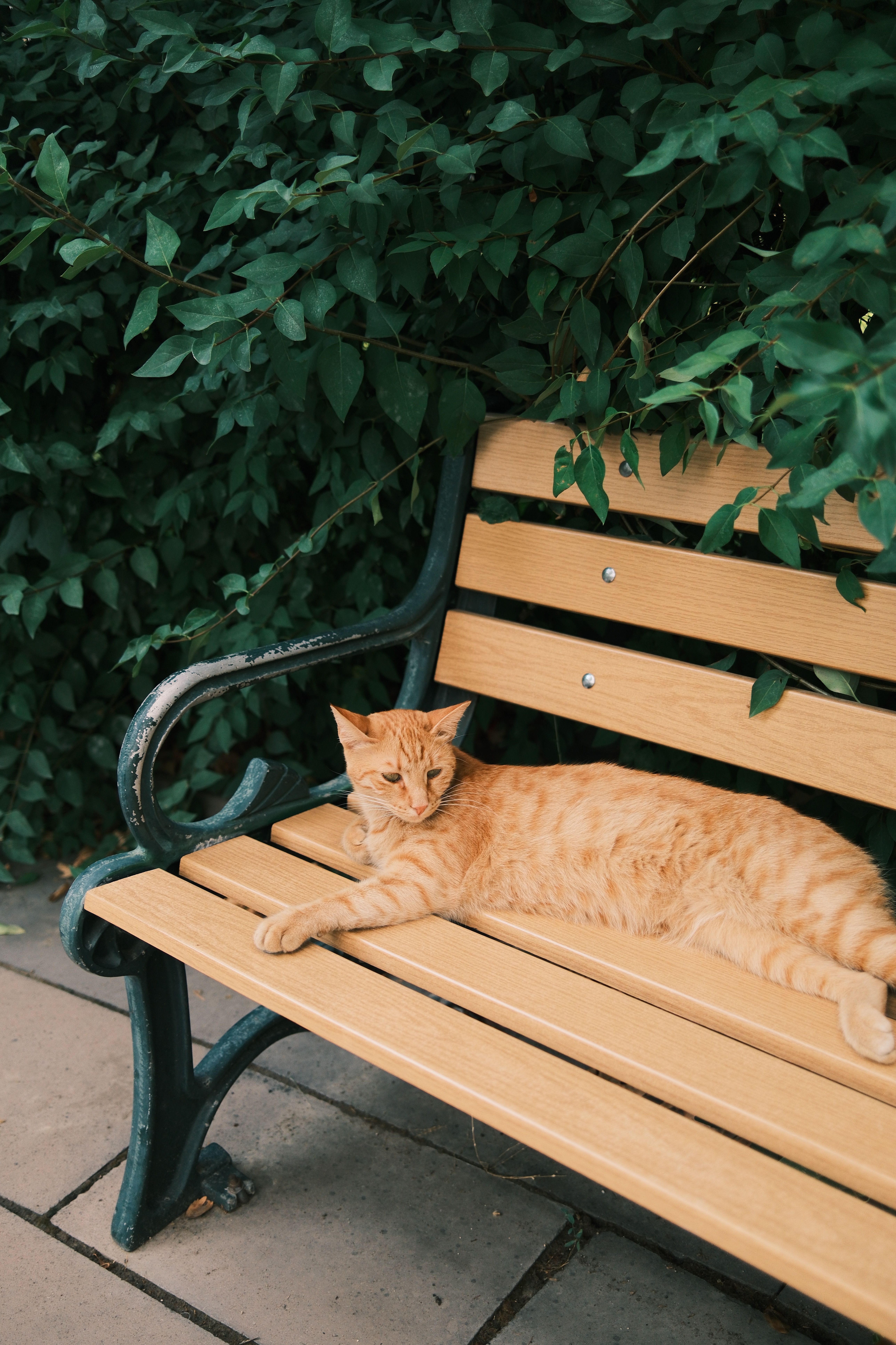 Ginger Cat Resting on a Park Bench in Summer · Free Stock Photo