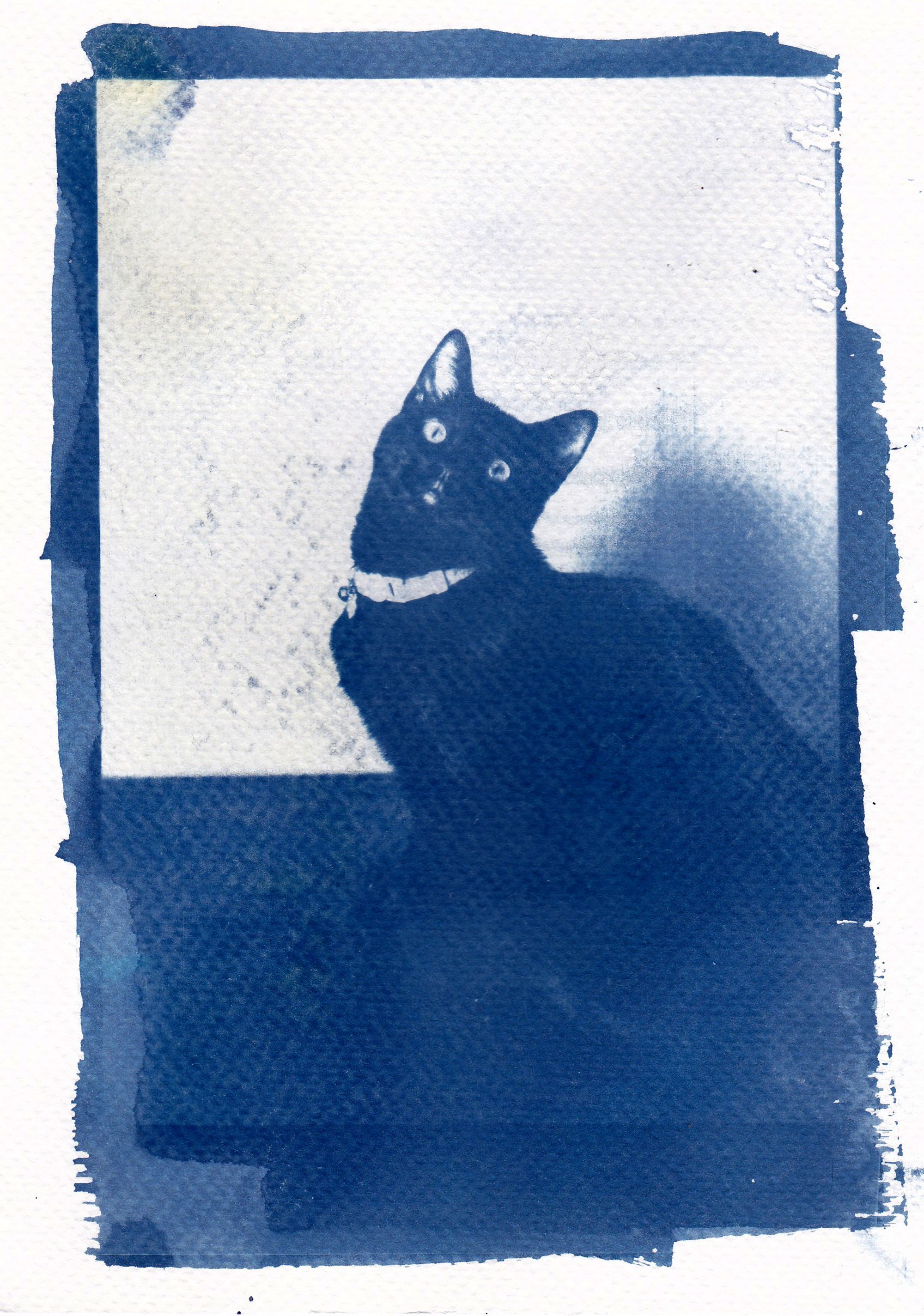 Sigma Cat Photos, Download The BEST Free Sigma Cat Stock Photos & HD Images