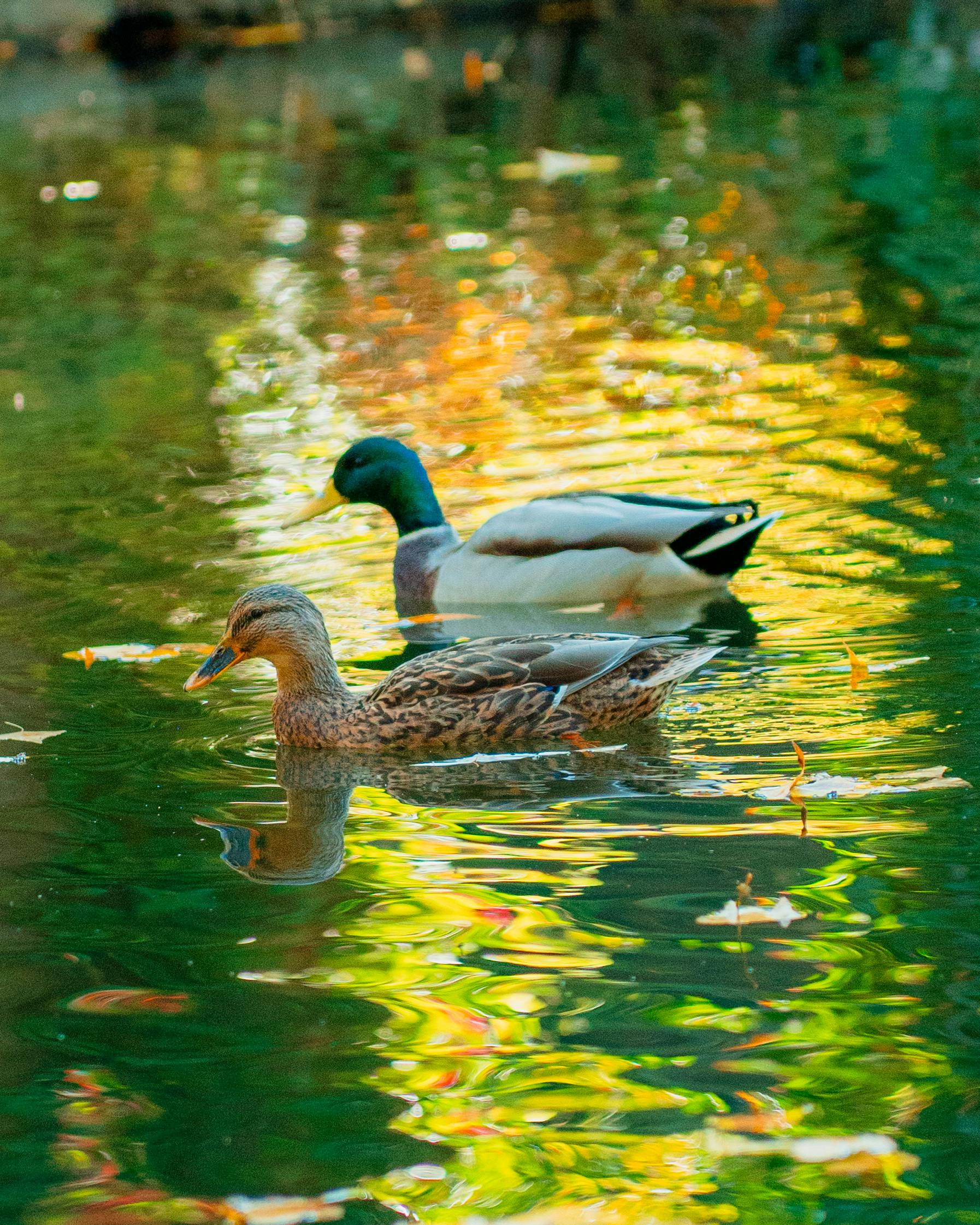 59.719+ Fotos y Imágenes de Woody aromatic aquatic Gratis · Banco de ...