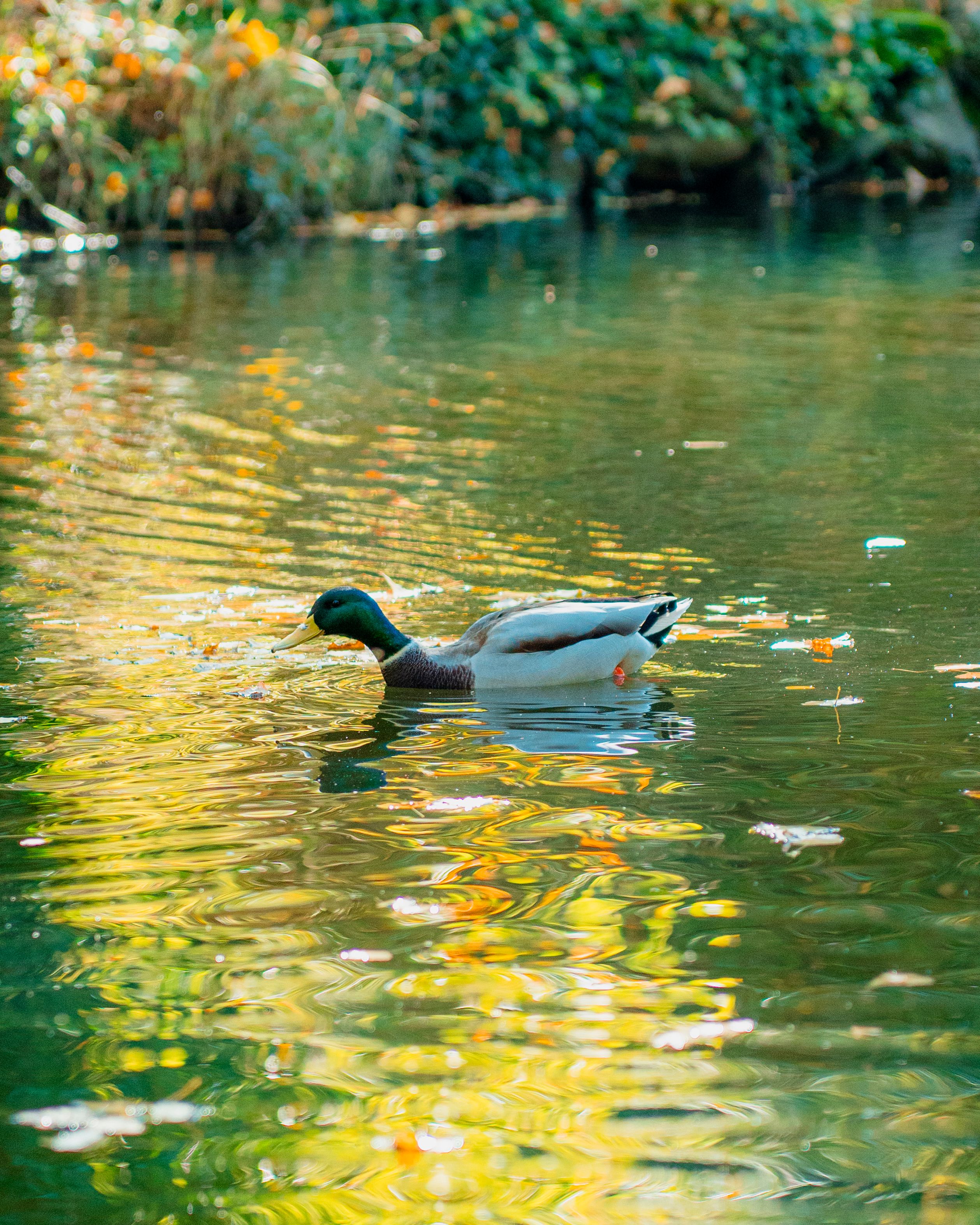 Mallard Duck Swimming in Tranquil Spanish Pond · Free Stock Photo