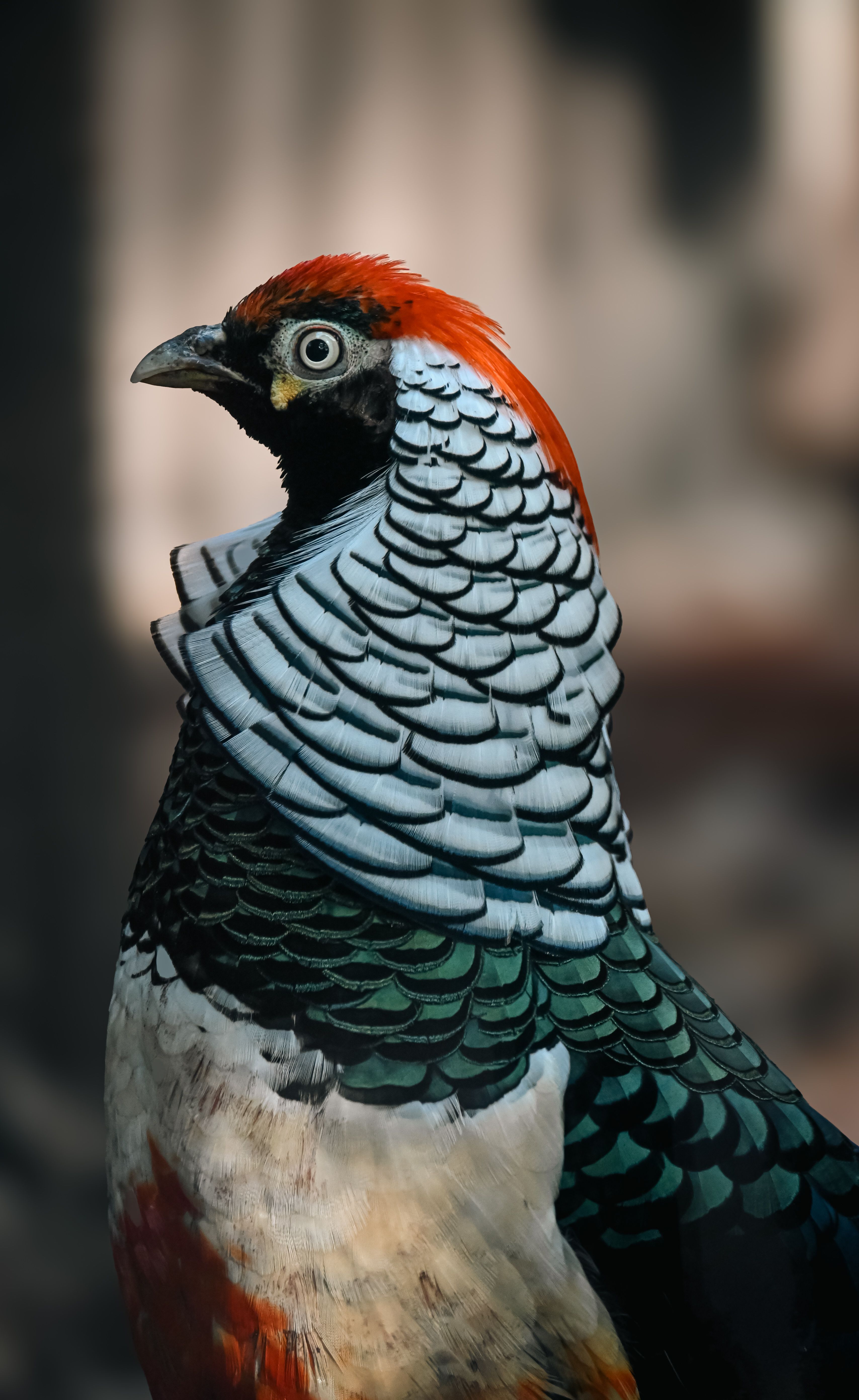 Colorful Lady Amherst's Pheasant Portrait in Darjeeling · Free Stock Photo