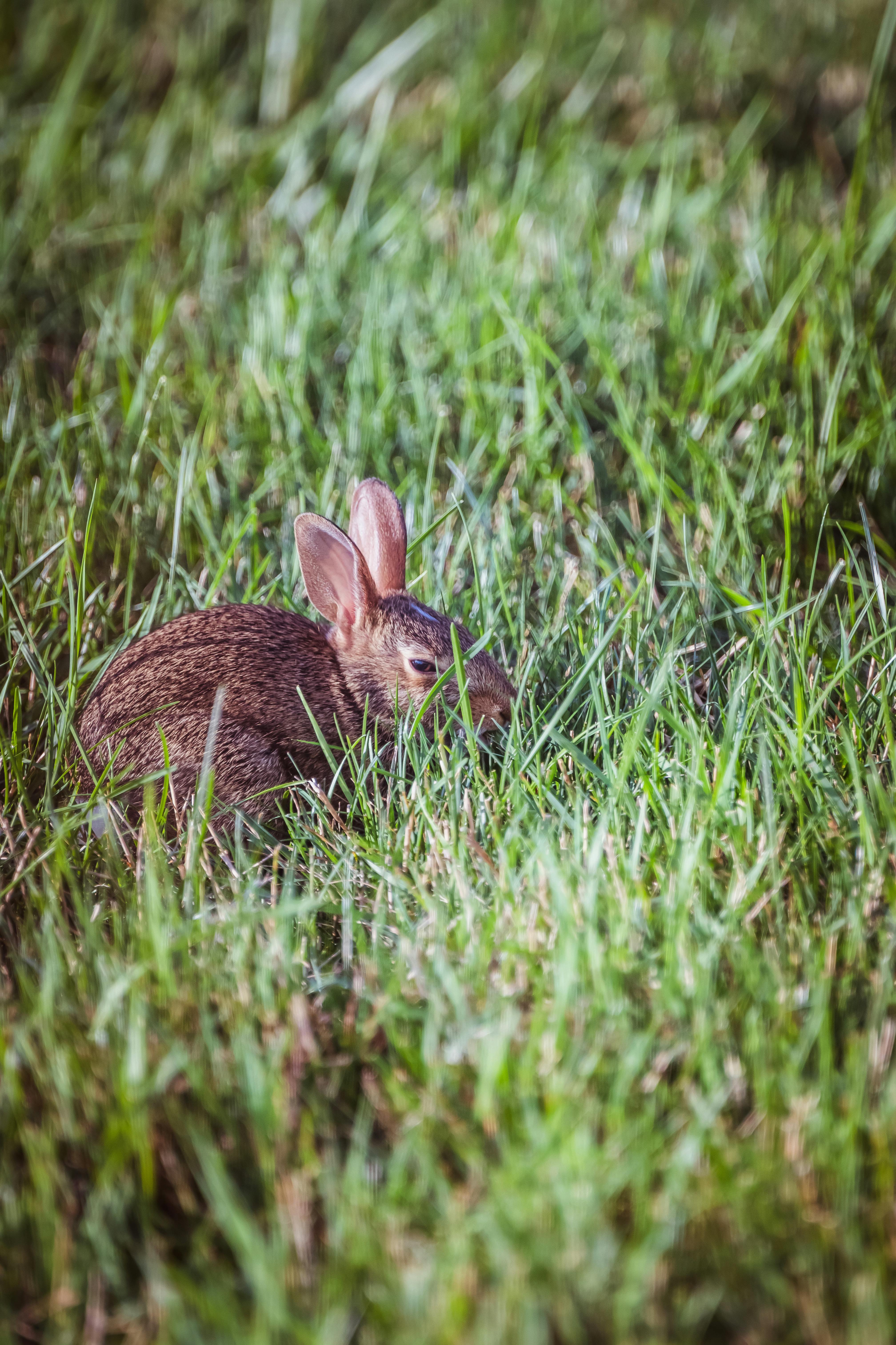 Rabbit Digging Den Photos, Download The BEST Free Rabbit Digging Den ...