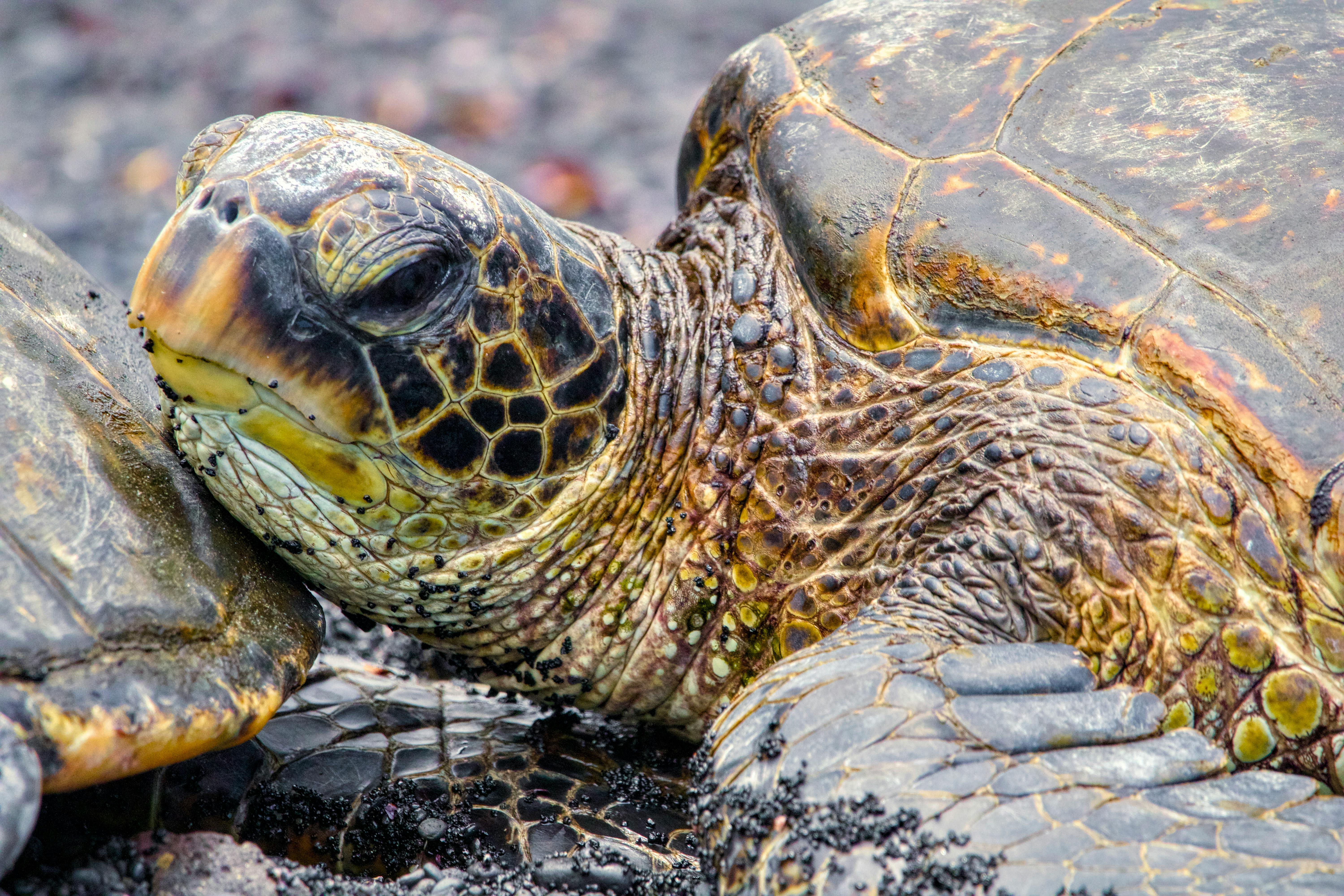 Scared Turtle Photos, Download The BEST Free Scared Turtle Stock Photos ...