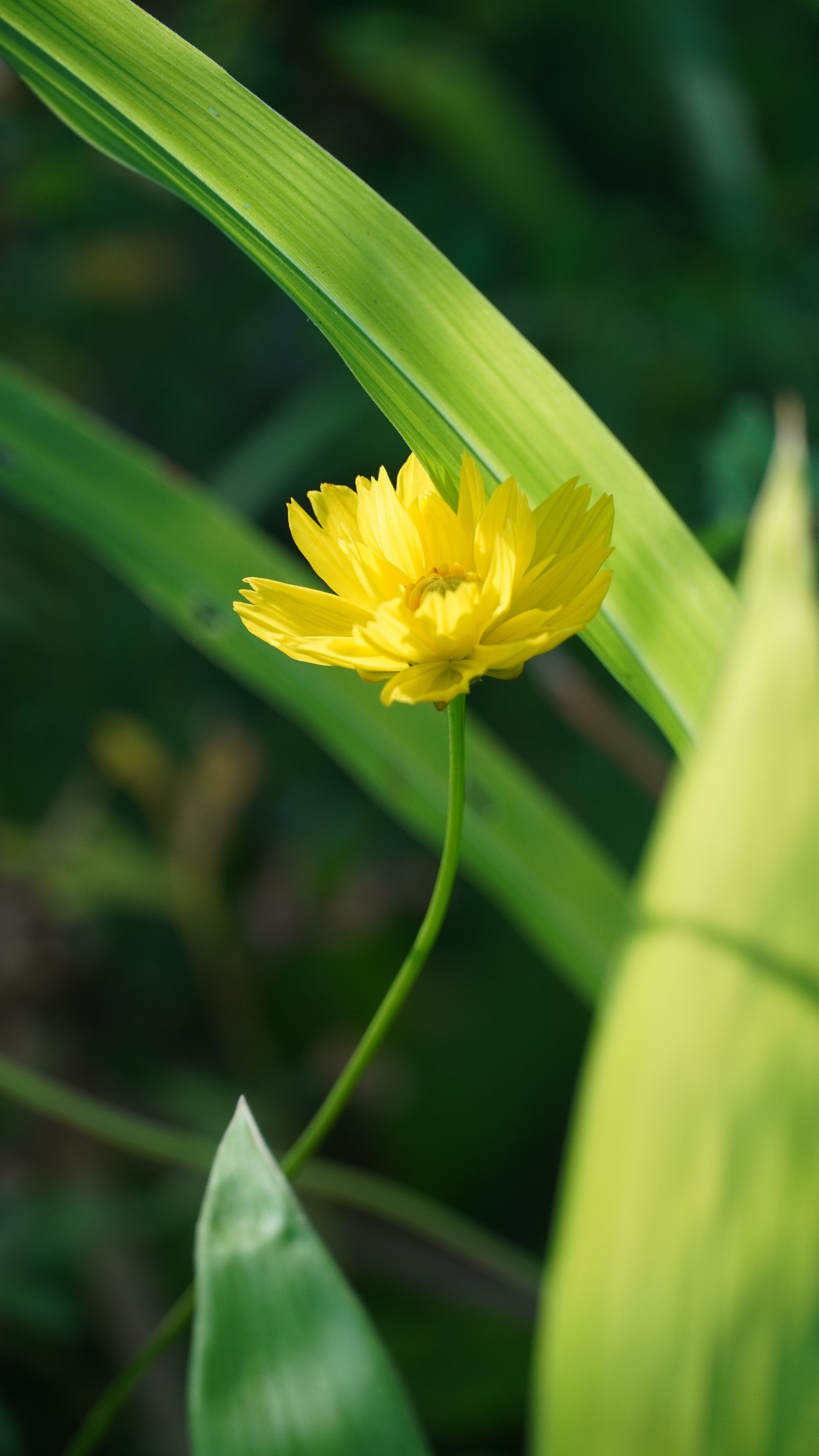 Malli Flower Photos, Download The BEST Free Malli Flower Stock Photos ...