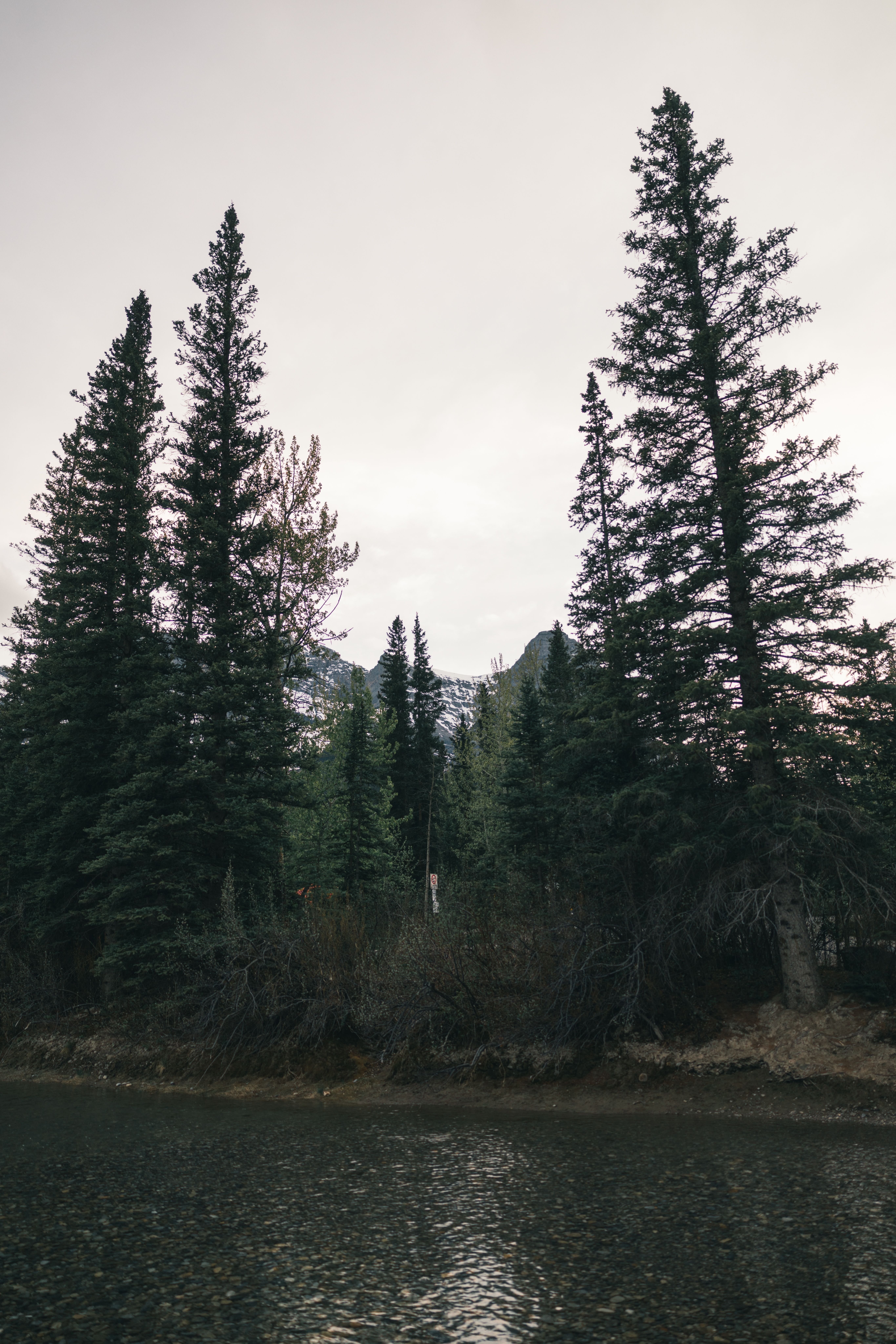 Majestic Pine Trees in Banff Forest Landscape · Free Stock Photo