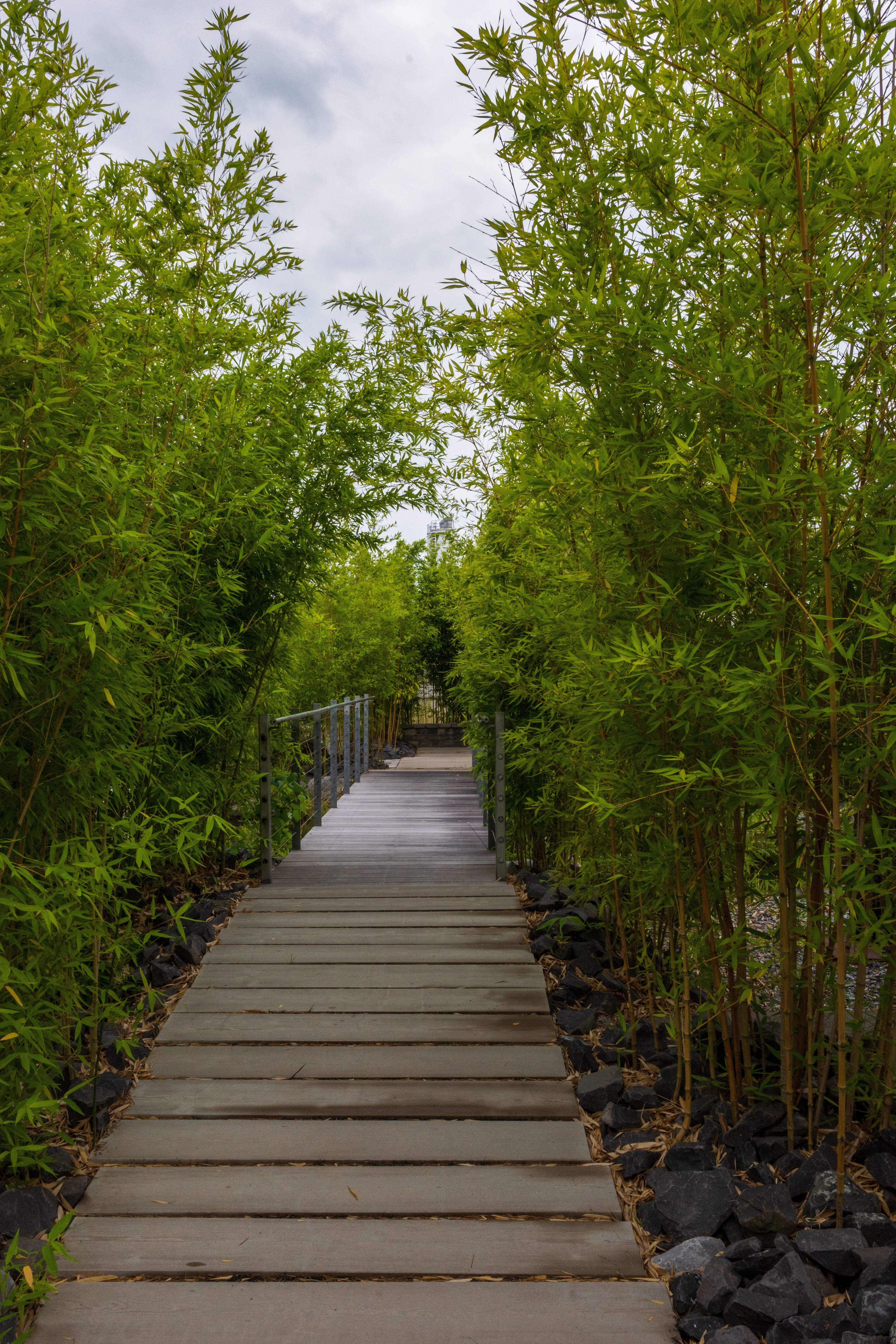Tranquil Pathway Through Bamboo Grove · Free Stock Photo