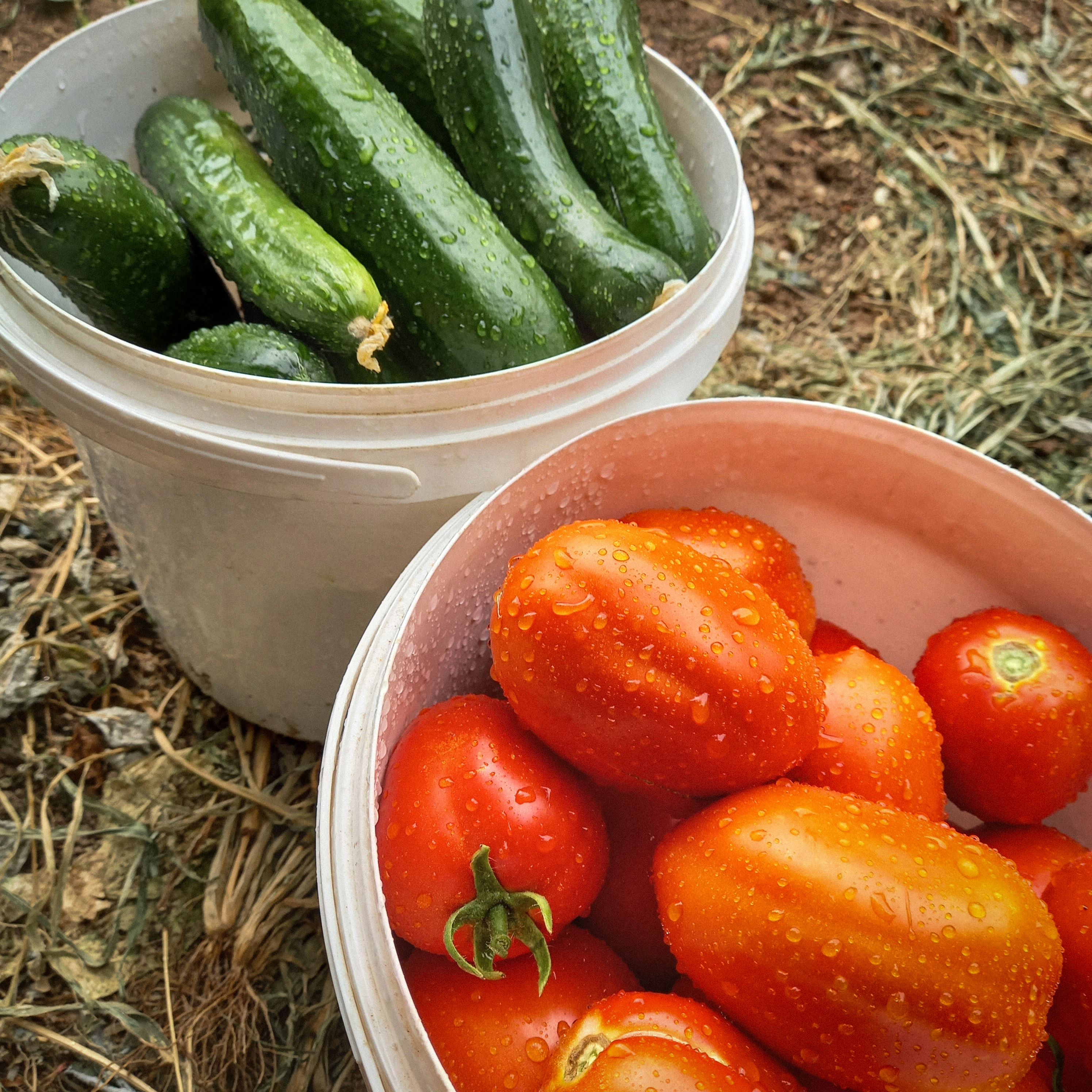 Summer Food Photos, Download The BEST Free Summer Food Stock Photos ...
