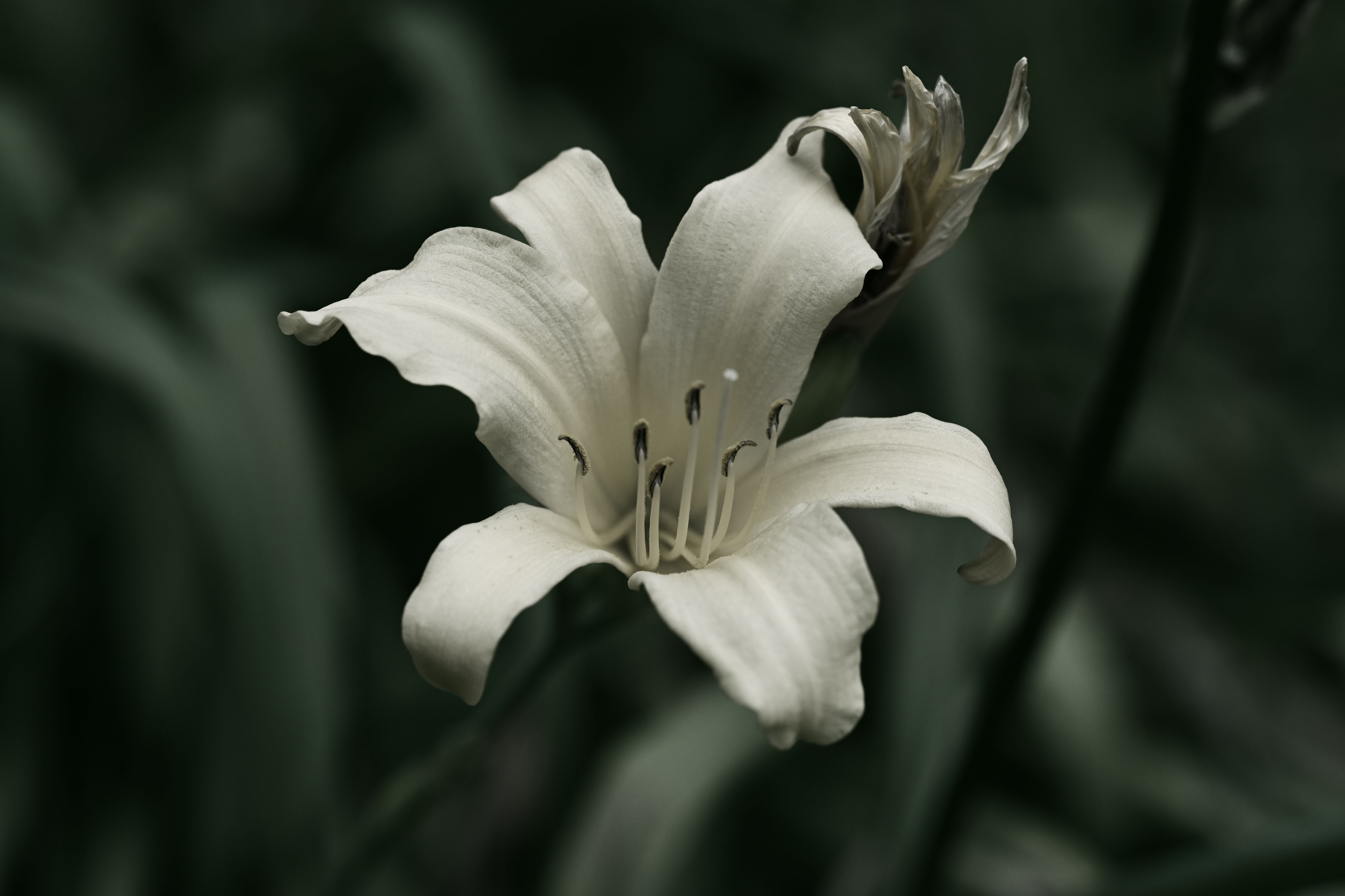 Elegant White Lily in South Korean Garden · Free Stock Photo