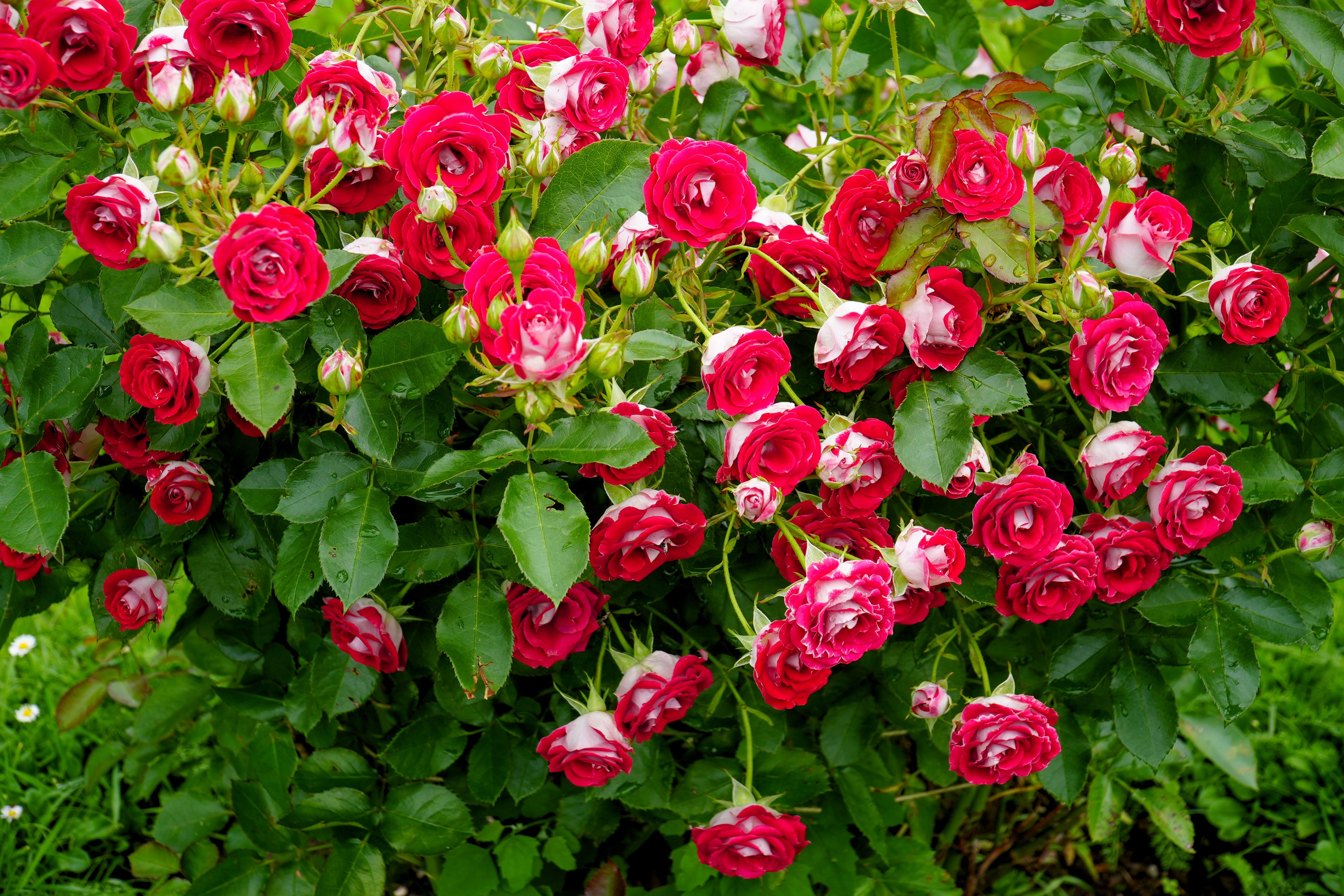 Rose Bush Photos, Download The BEST Free Rose Bush Stock Photos & HD Images