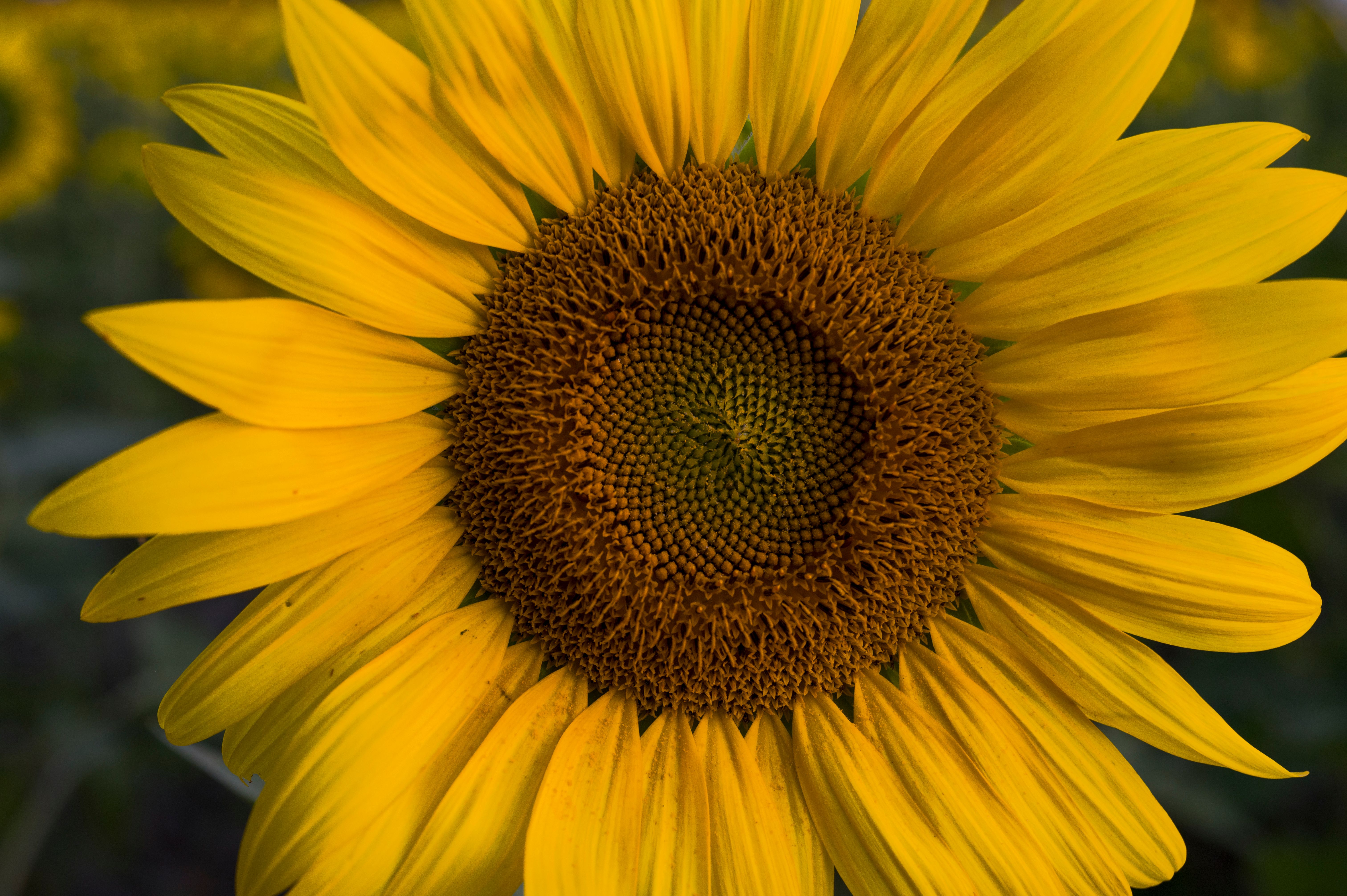 Close-up of a Vibrant Sunflower Bloom · Free Stock Photo