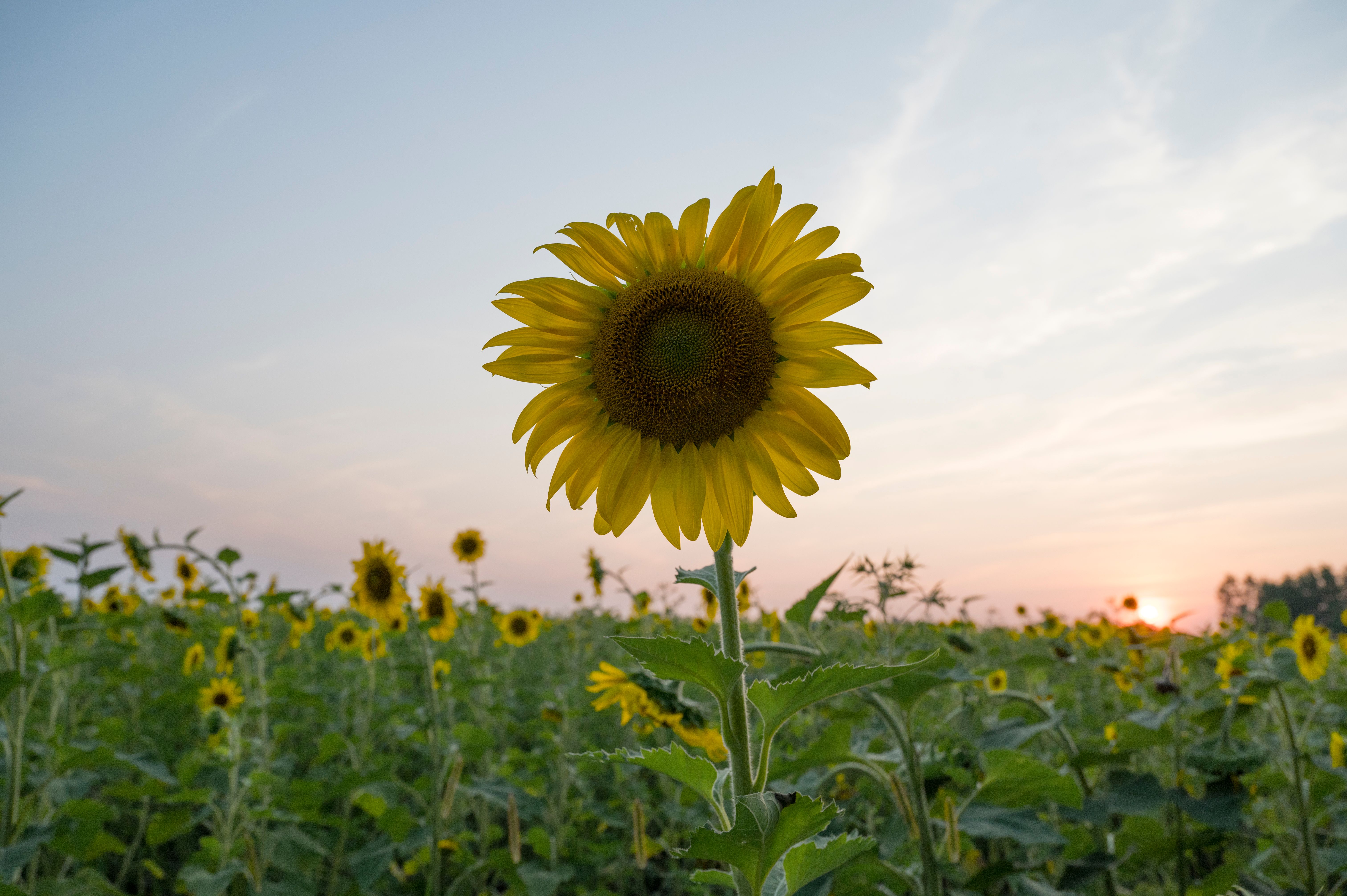 Morning Sun Farm Photos, Download The BEST Free Morning Sun Farm Stock ...