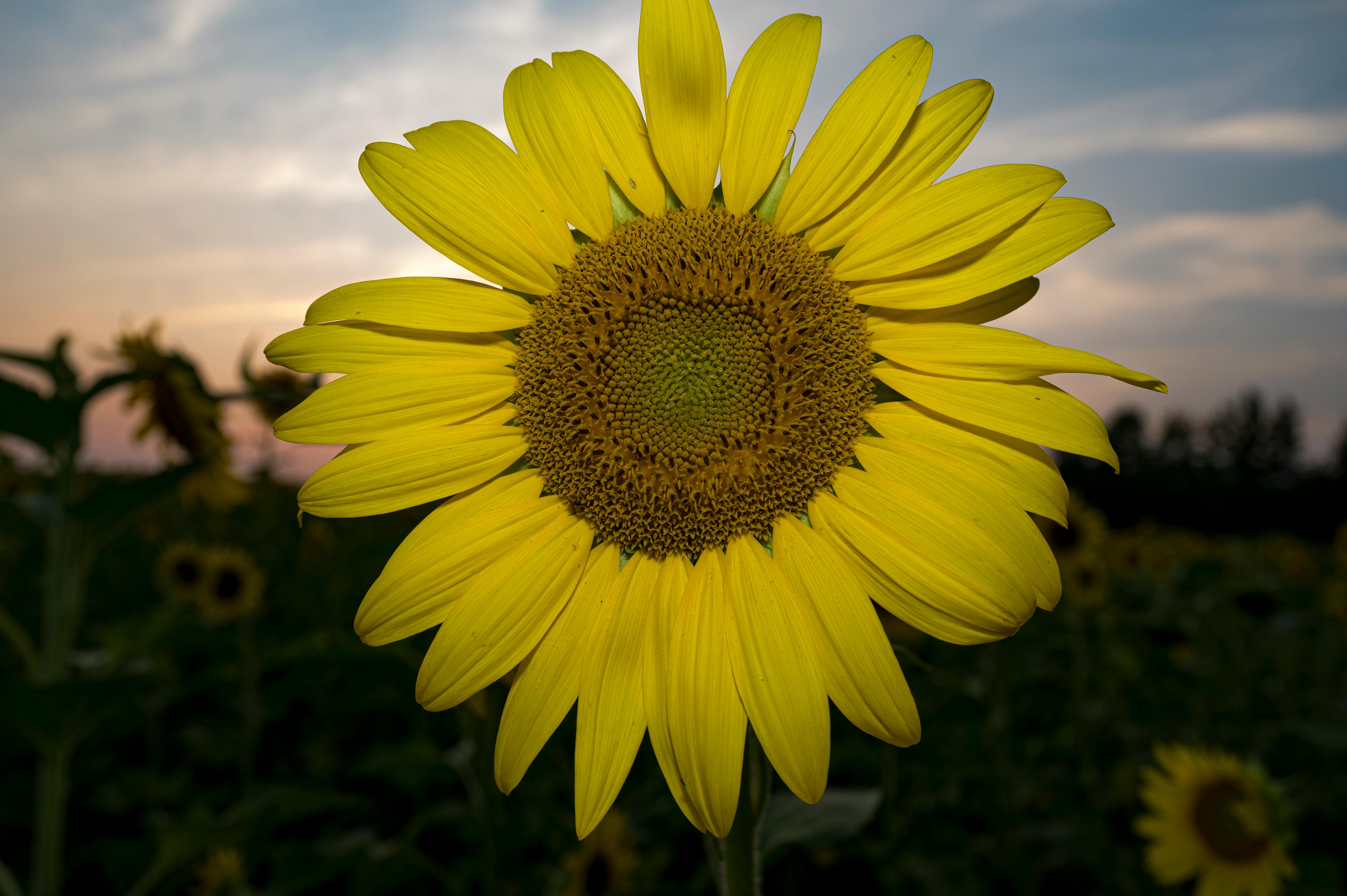 Color Smoth Photos, Download The BEST Free Color Smoth Stock Photos ...