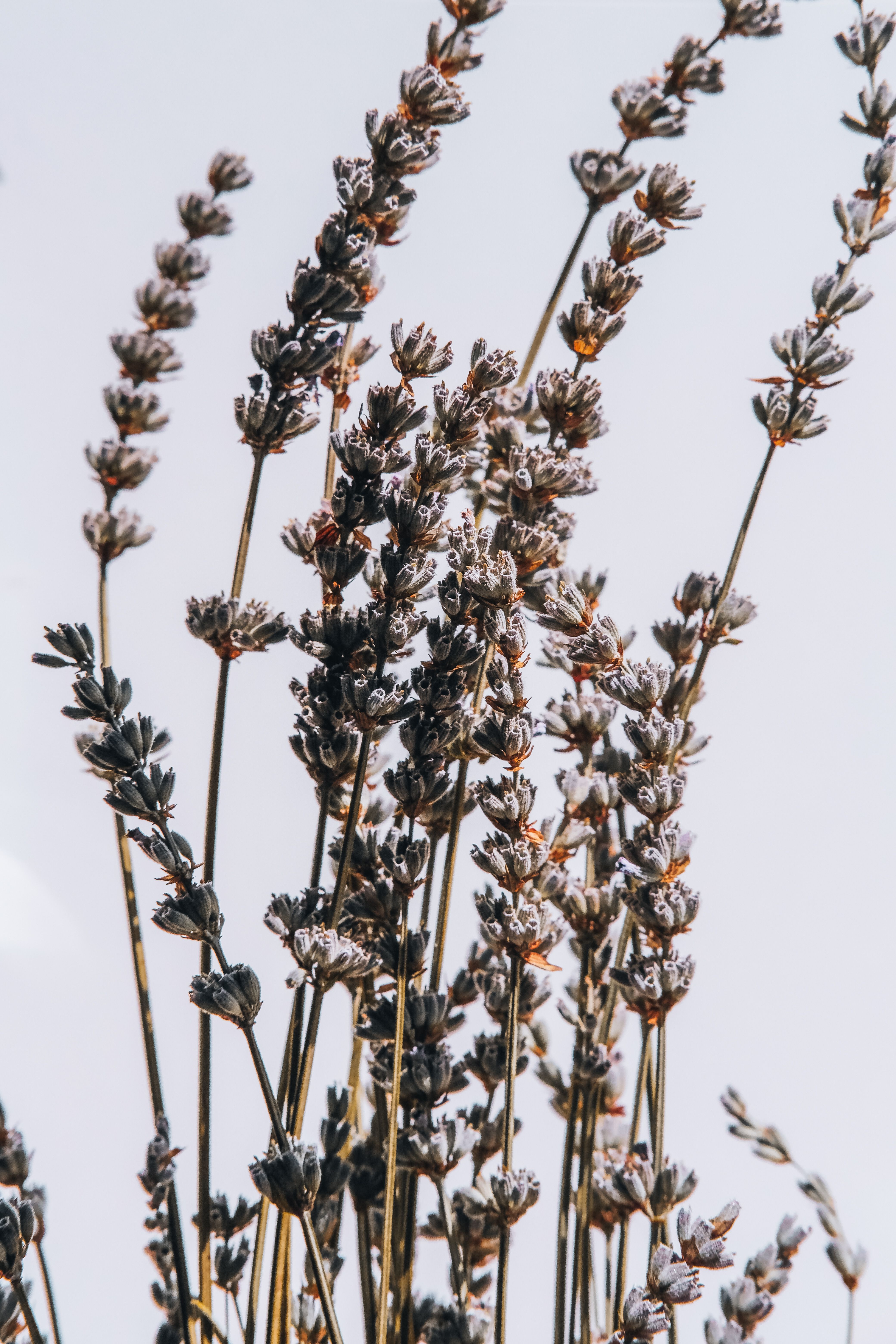 Dried Lavender Stems Against a Clear Sky · Free Stock Photo