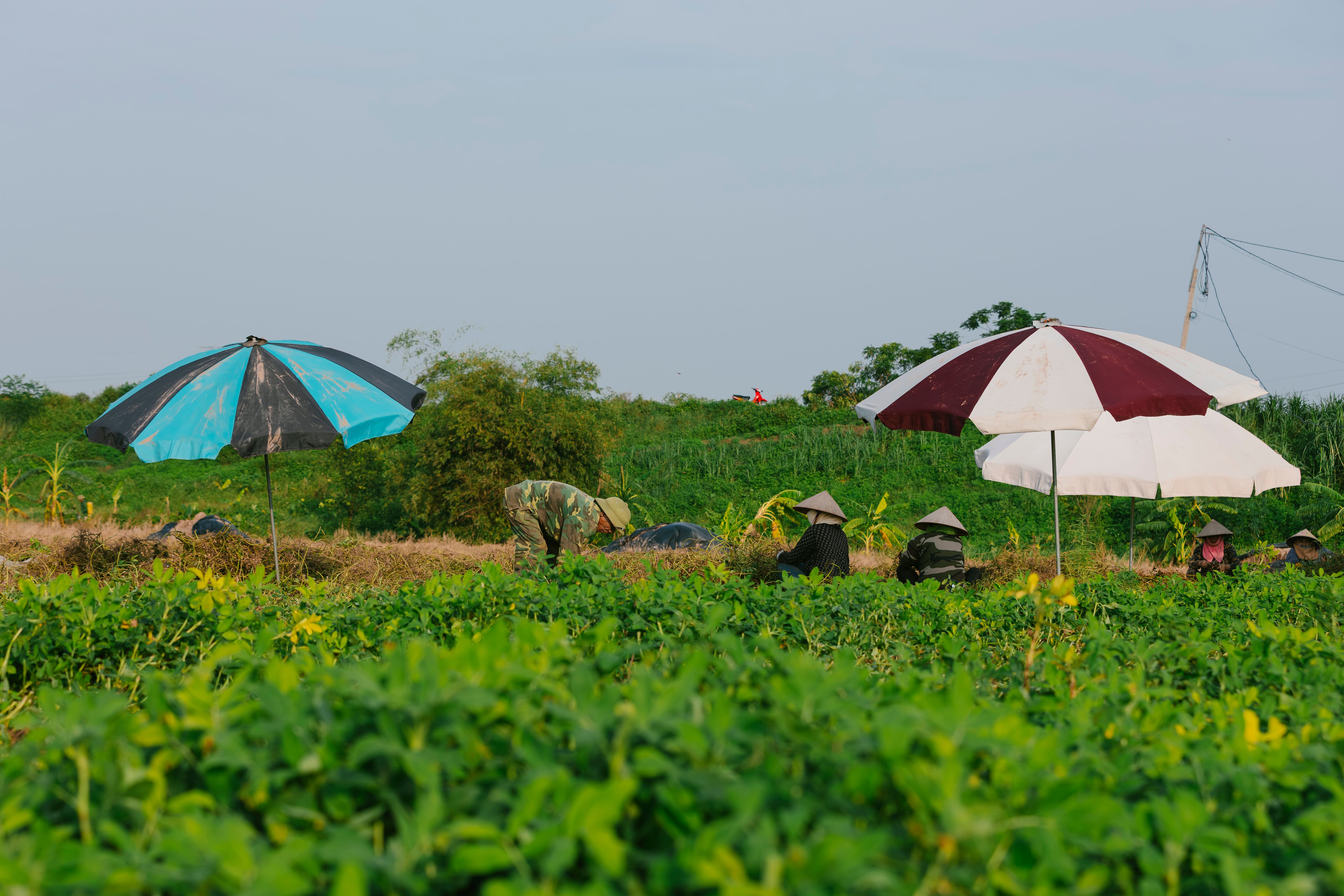 Destroyed Crops Photos, Download The BEST Free Destroyed Crops Stock ...