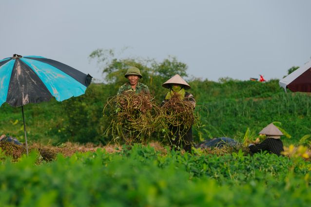 Muyuan Foodstuff: Risks, Growth, and Future Opportunities