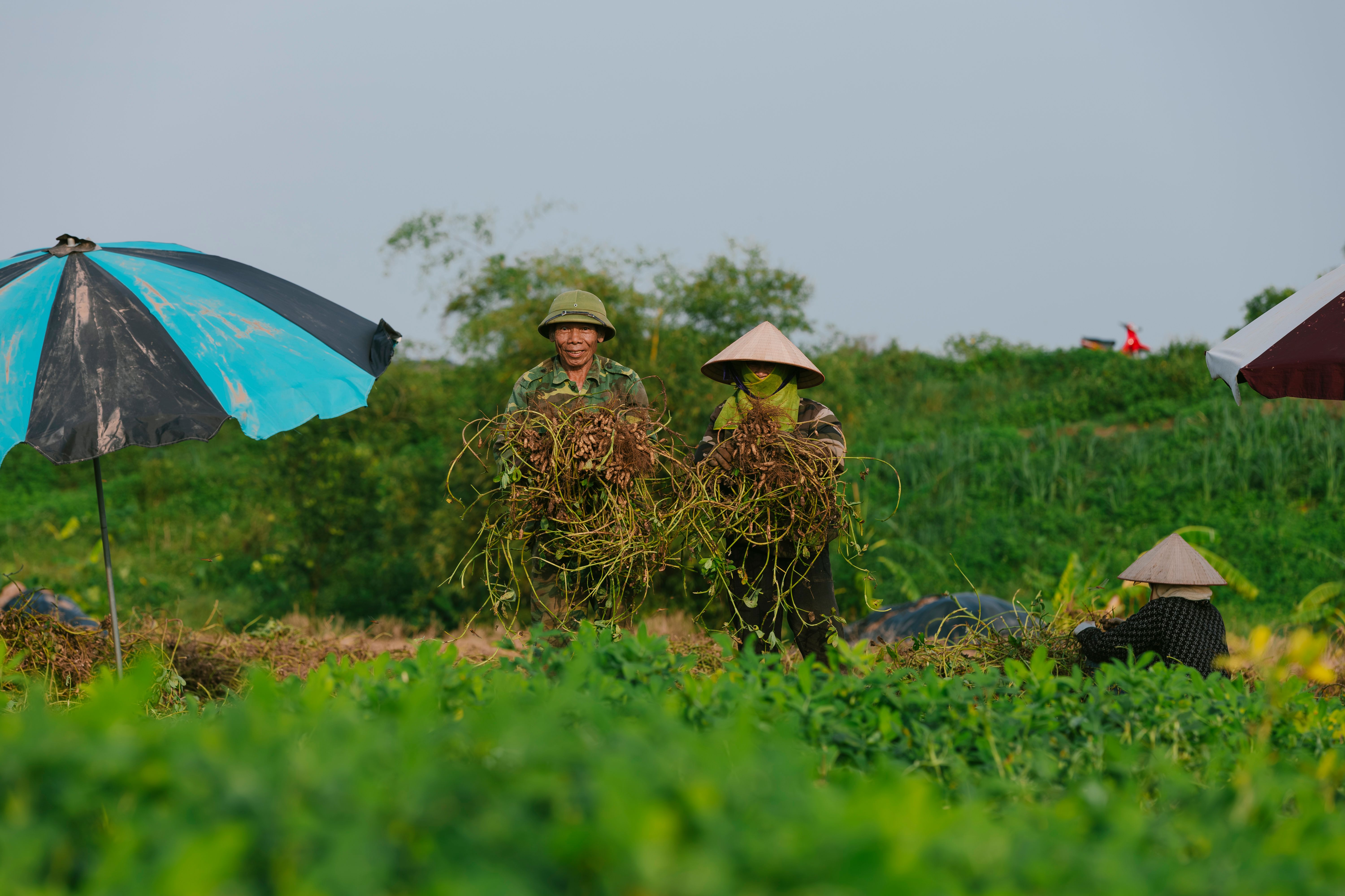 Destroyed Crops Photos, Download The BEST Free Destroyed Crops Stock ...