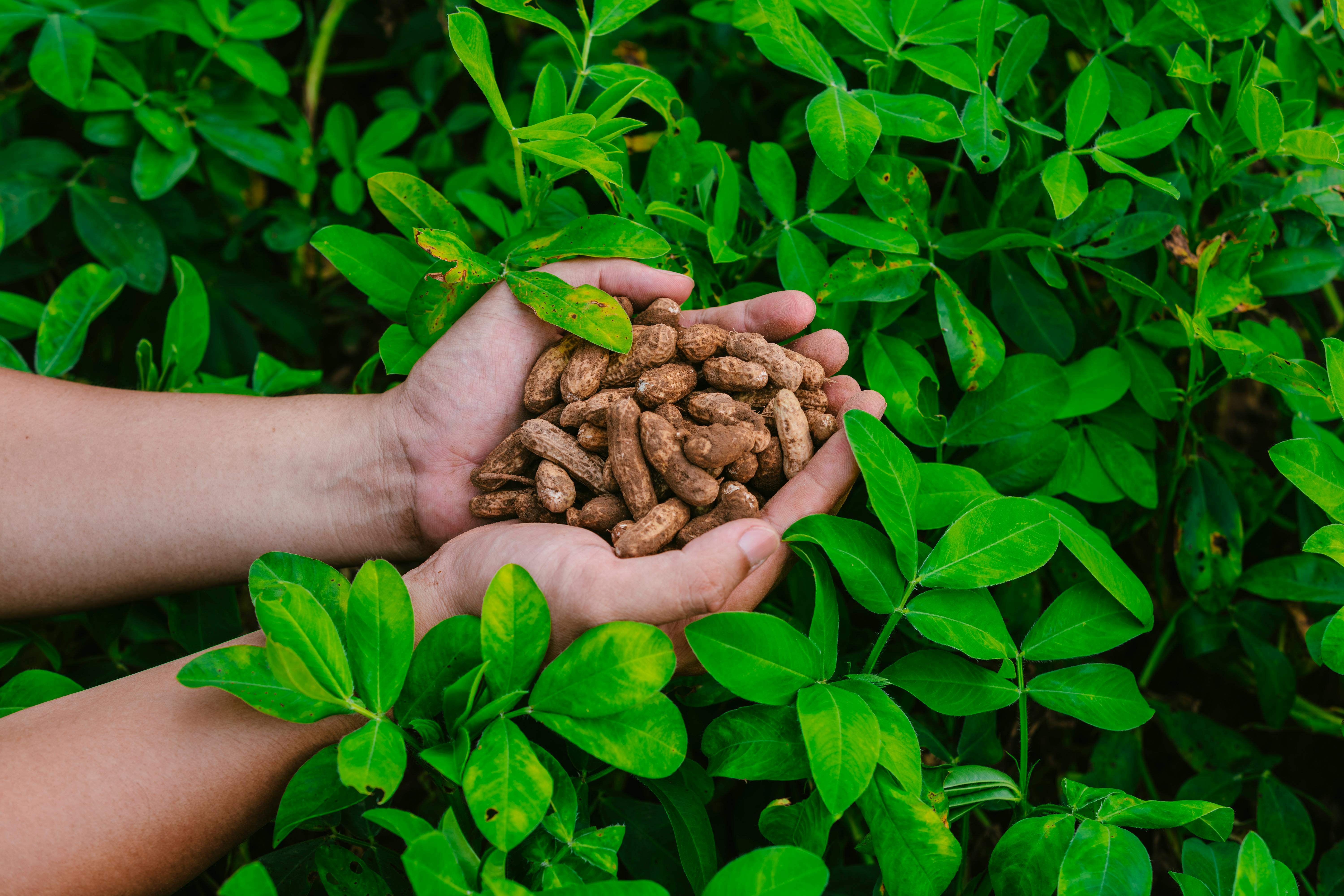 Hands Holding Freshly Harvested Peanuts · Free Stock Photo
