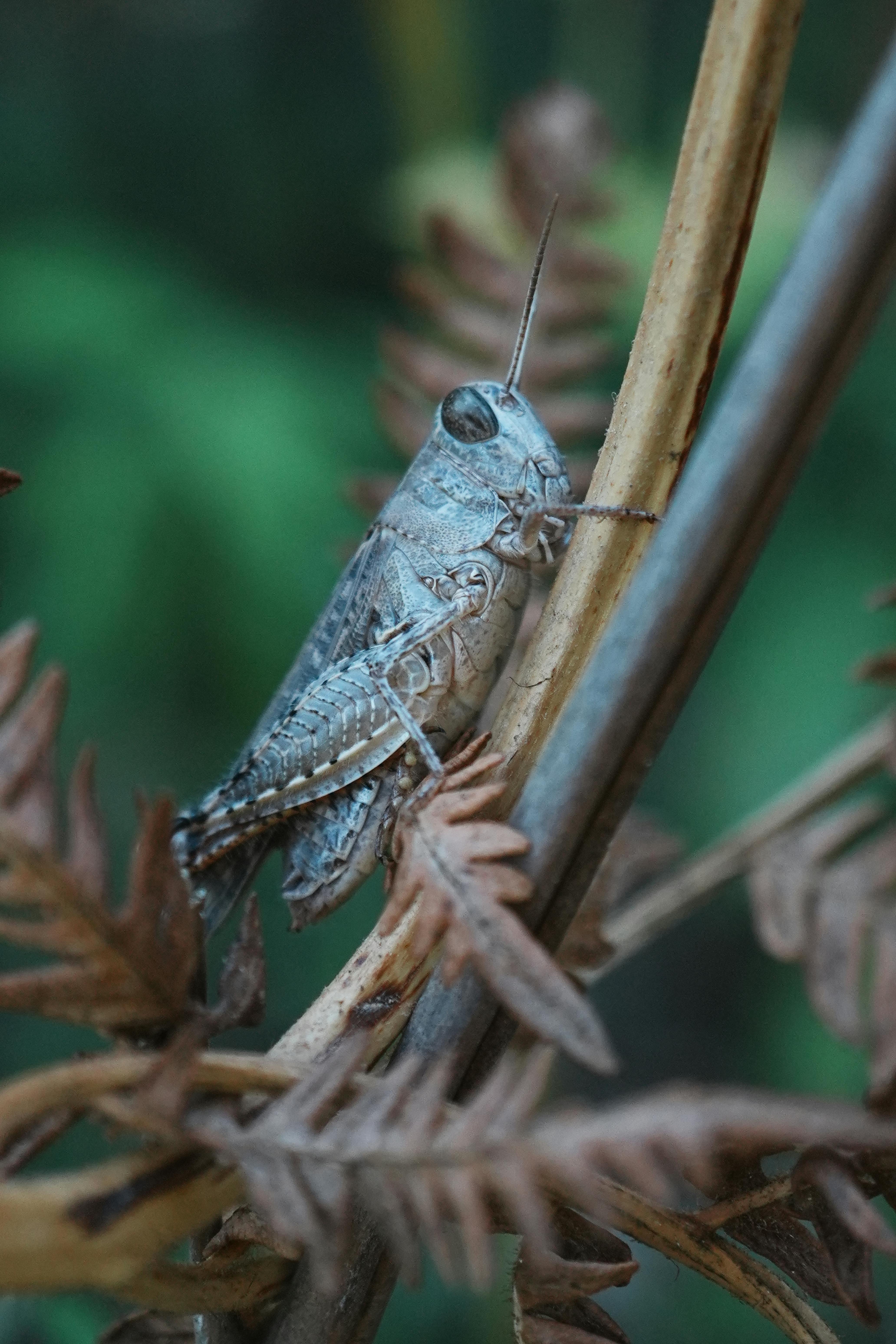 Locust Photos, Download The BEST Free Locust Stock Photos & HD Images