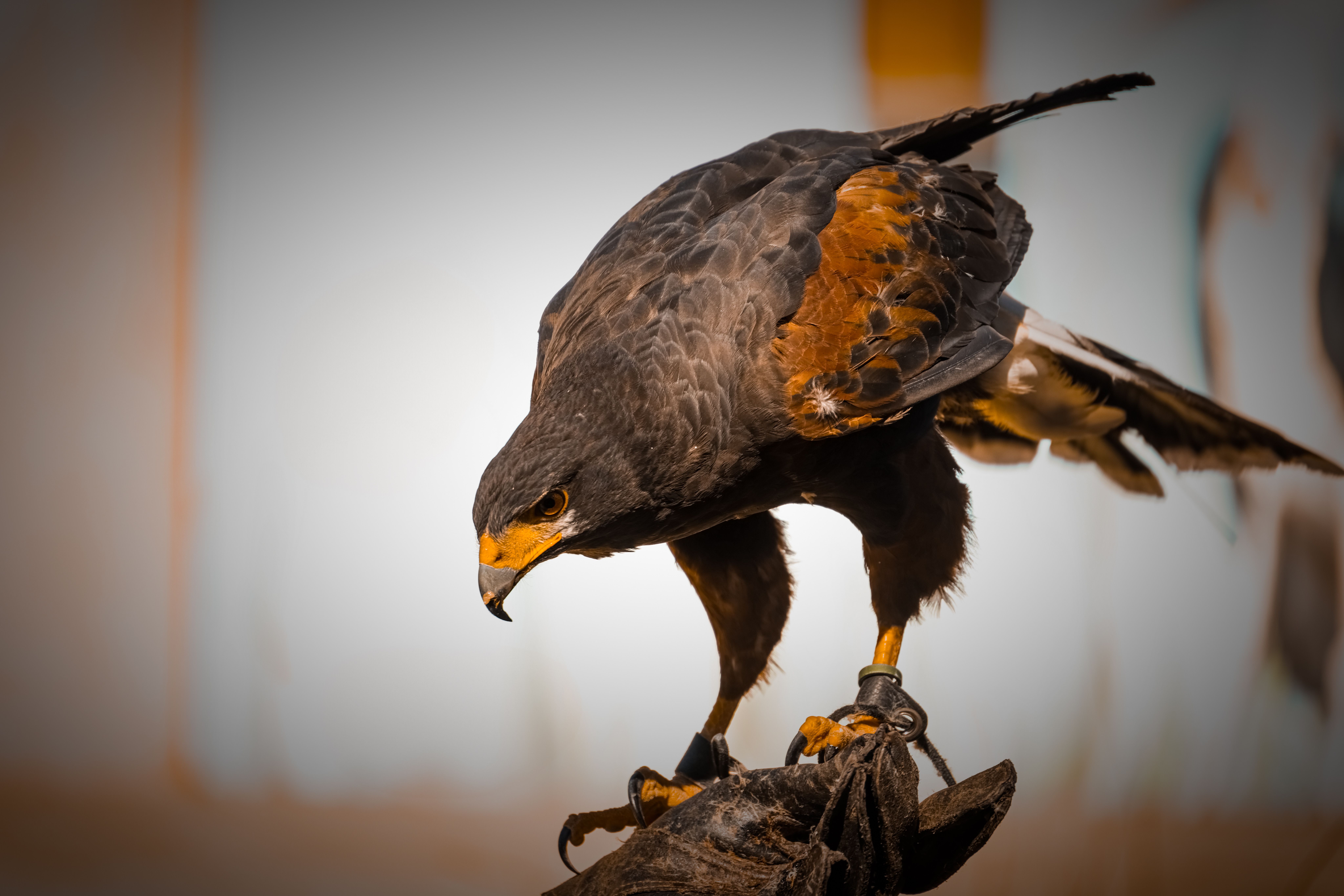 Majestic Hawk Perched with Intensity · Free Stock Photo