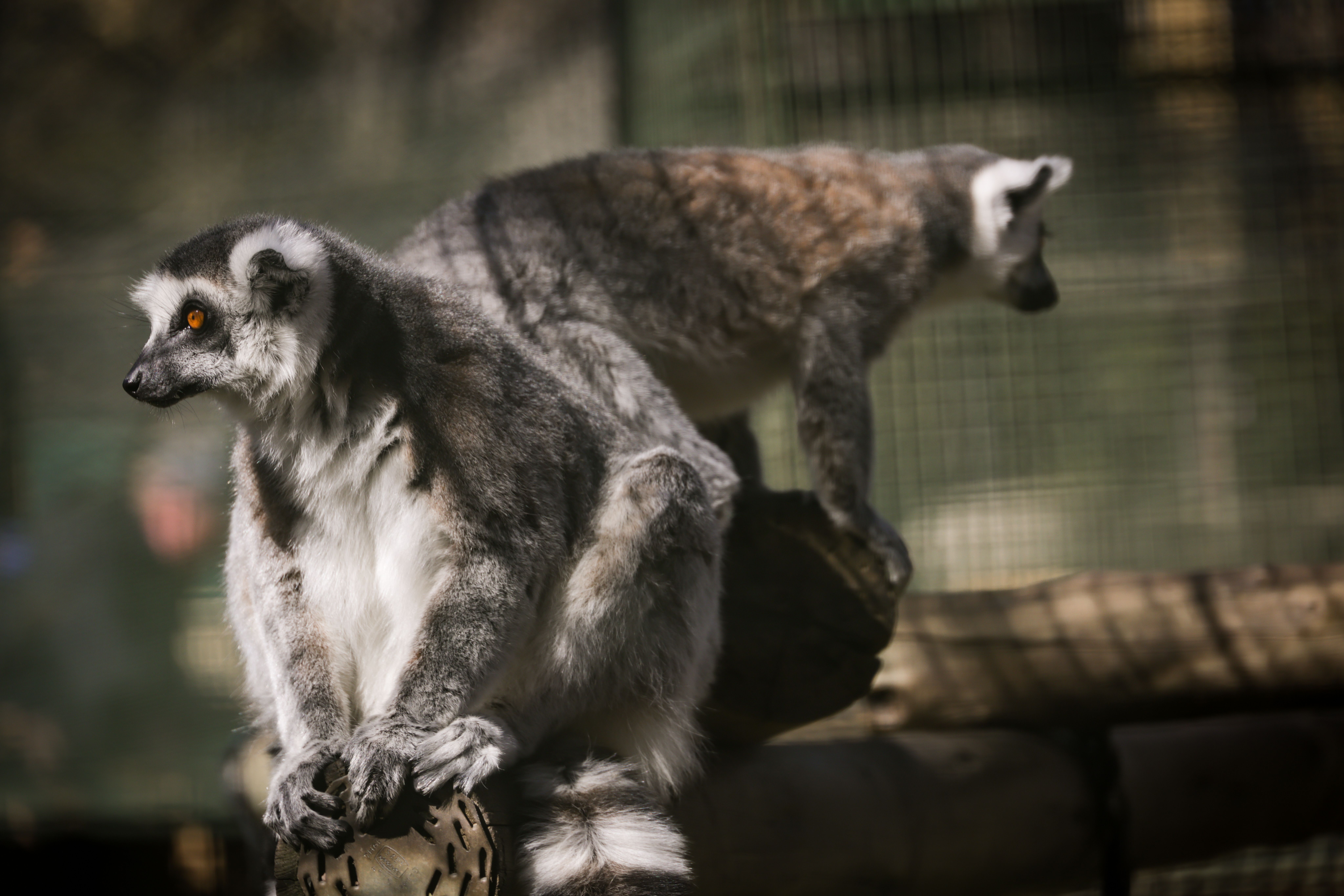 Ring-tailed Lemurs in Natural Habitat Setting · Free Stock Photo