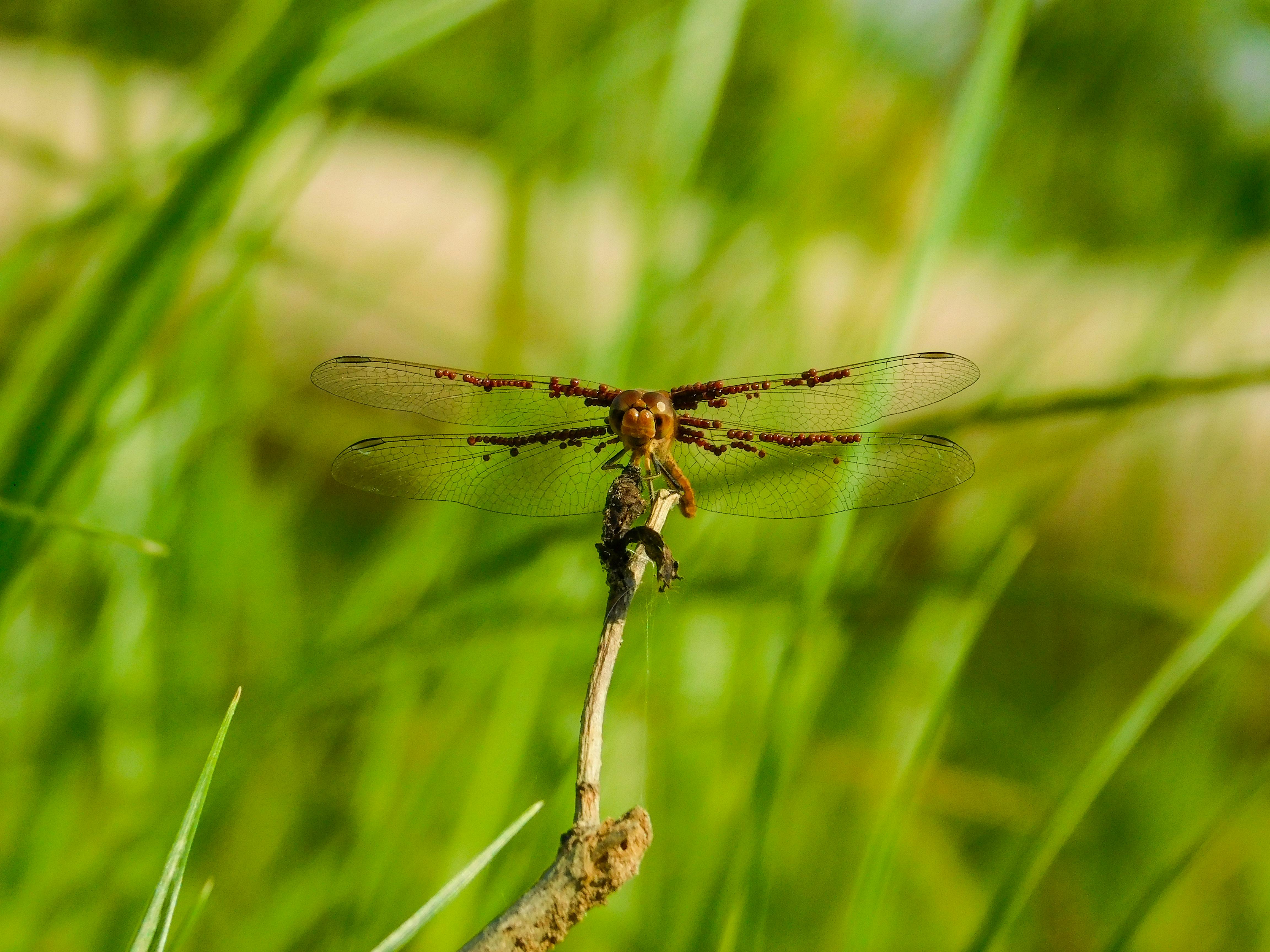 Lord Howe Island Stick Insect Photos, Download The BEST Free Lord Howe ...