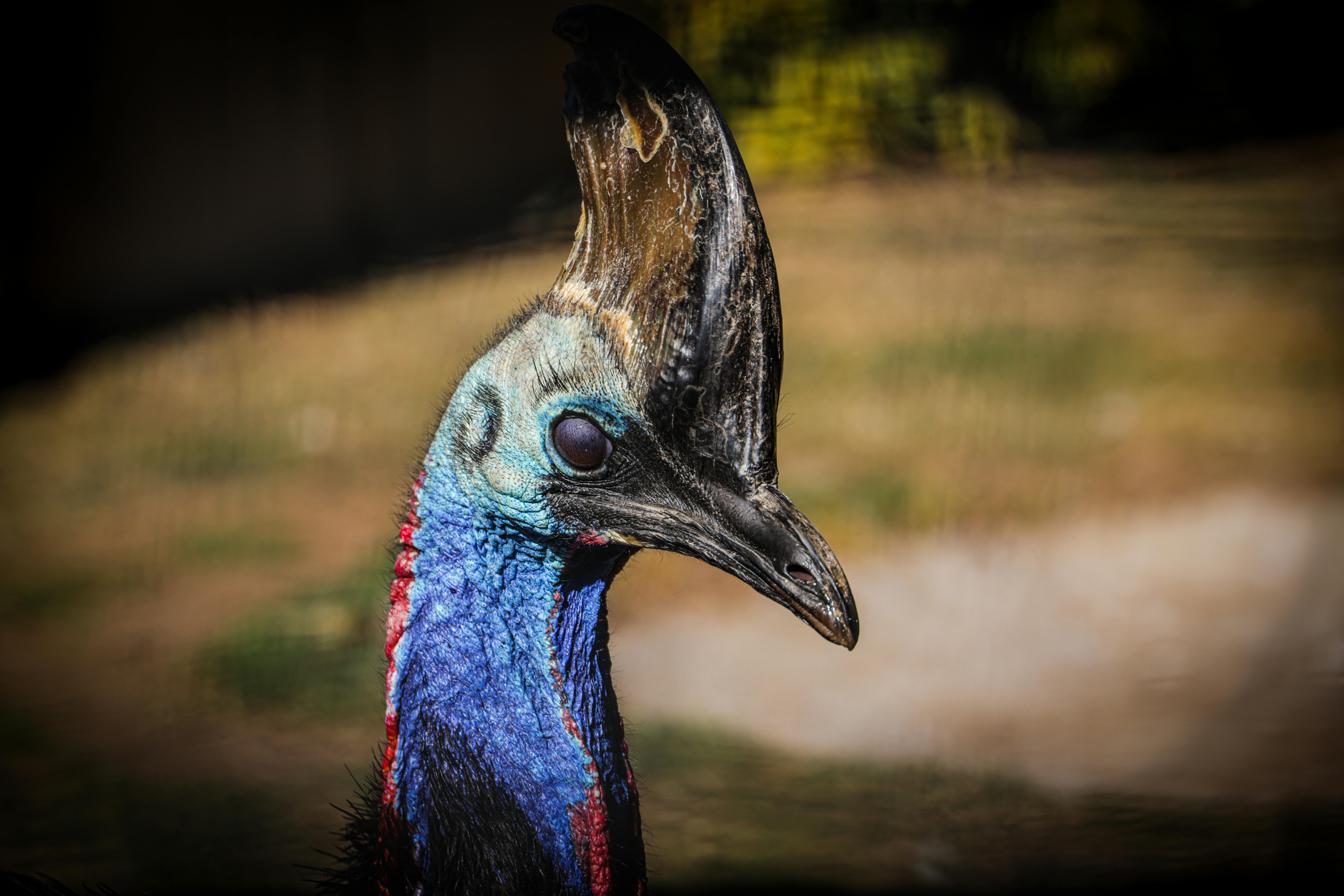 Helmeted Bird Photos, Download The BEST Free Helmeted Bird Stock Photos ...