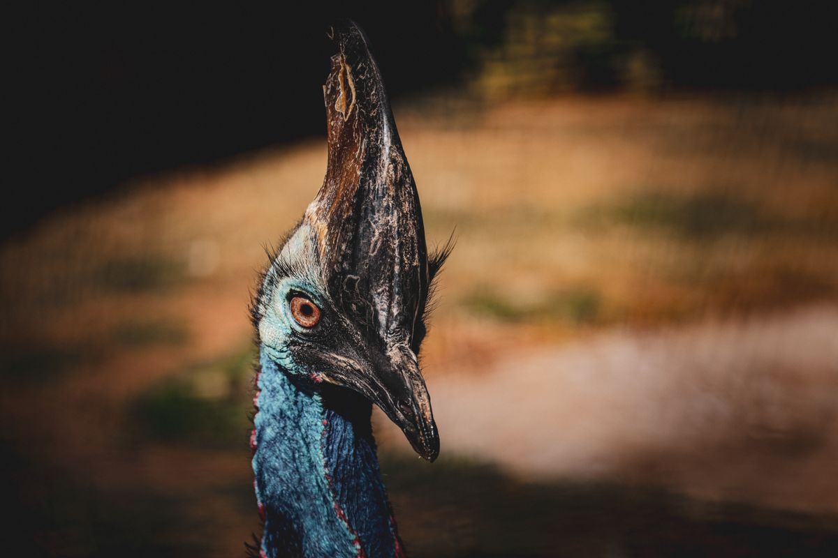 Protecting Australian Bird Cassowary Ecosystems Naturally