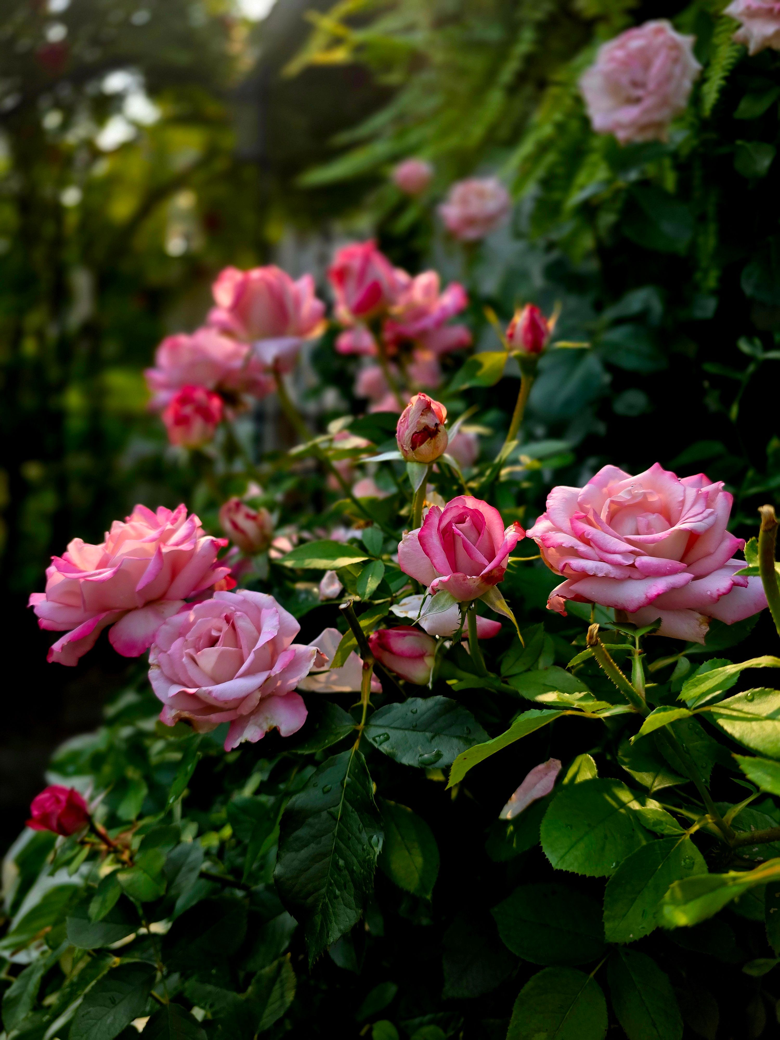 Vibrant Pink Rose Bushes in Spring Garden · Free Stock Photo
