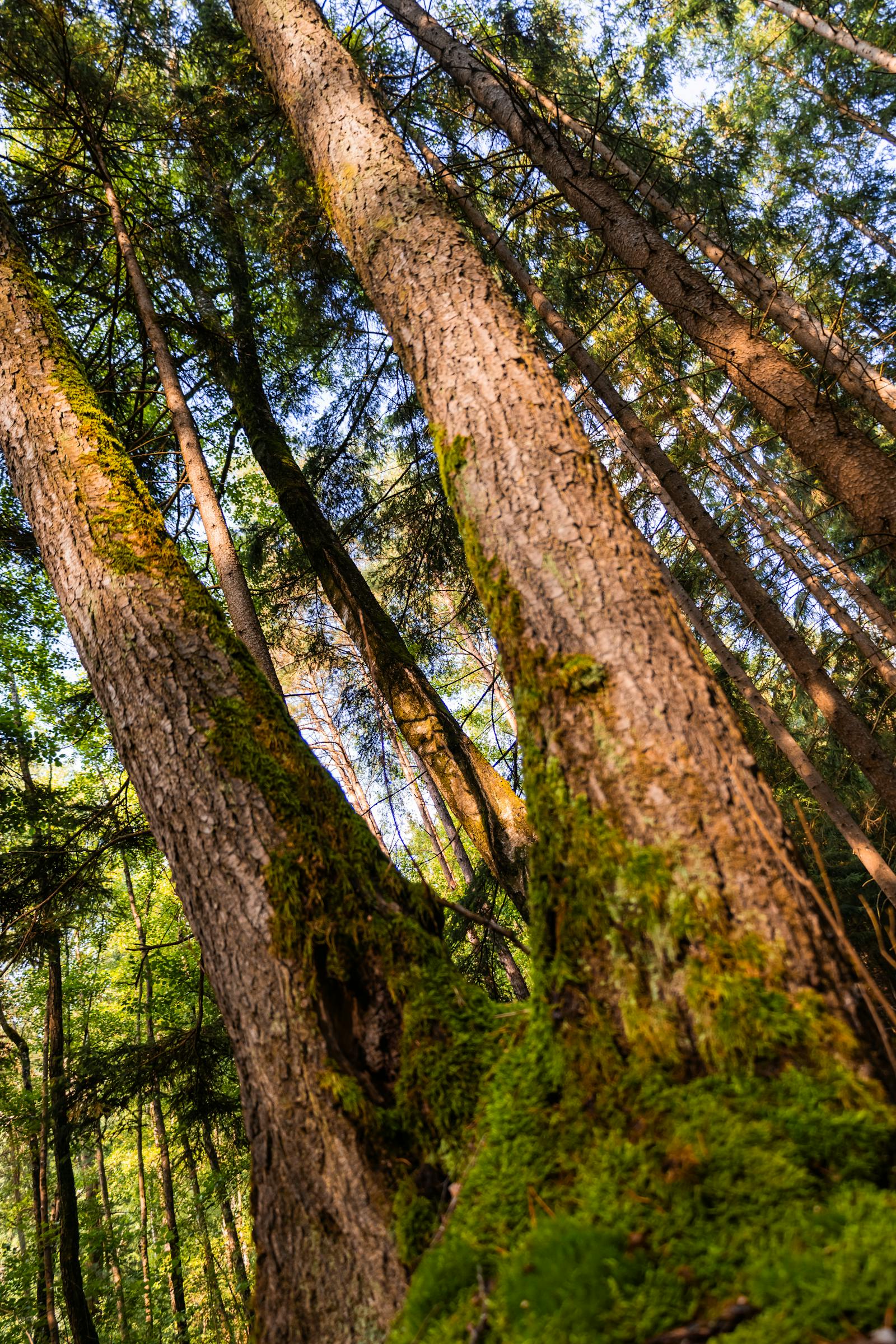 Old Tree Photos, Download The BEST Free Old Tree Stock Photos & HD Images