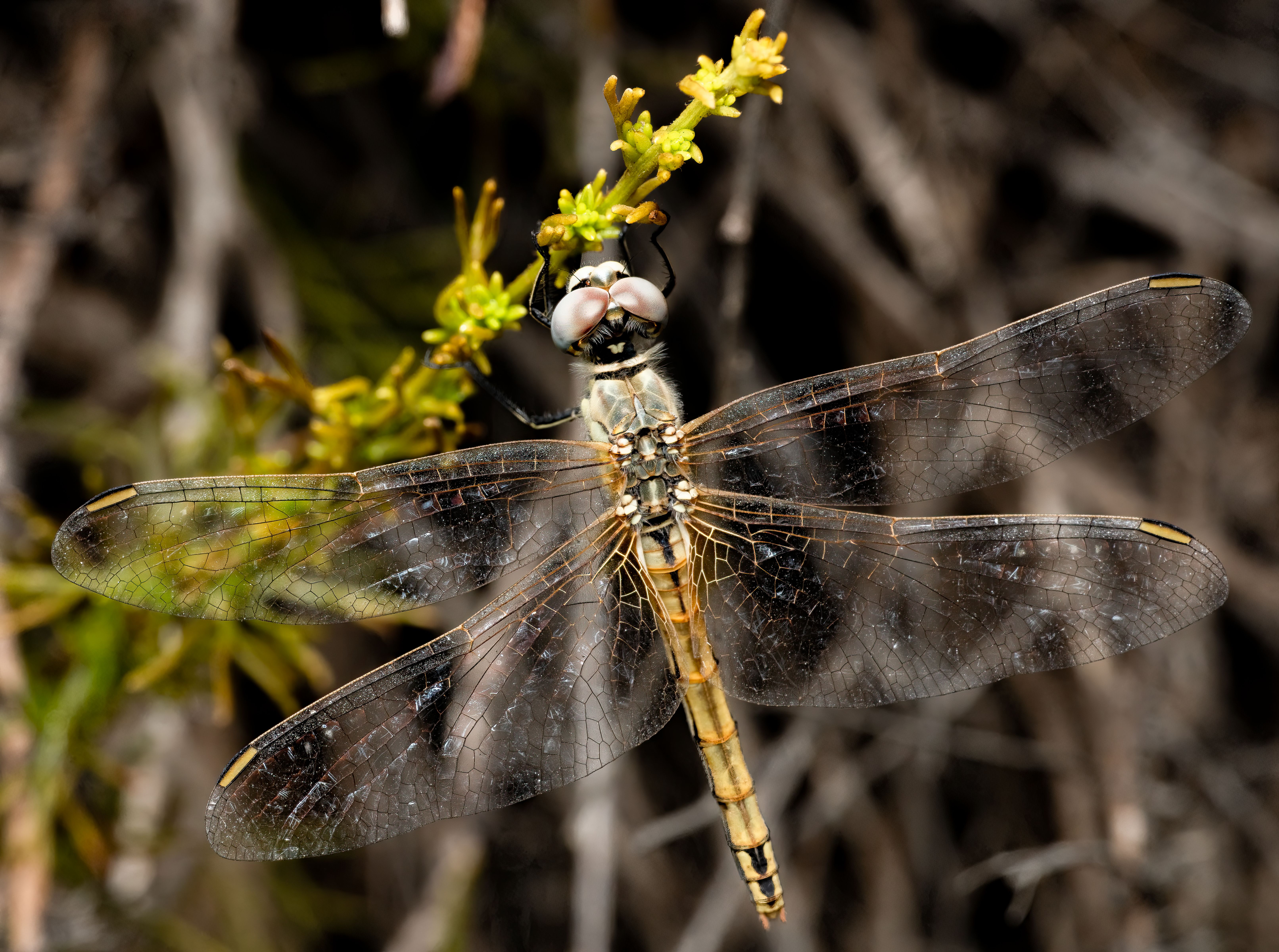 Dragon With Wings Photos, Download The BEST Free Dragon With Wings ...