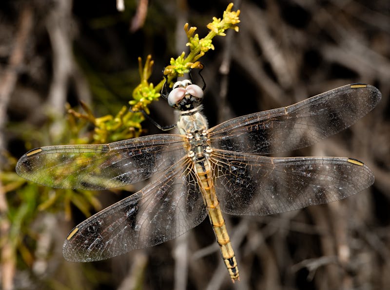 Dragonfly Images Photos, Download The BEST Free Dragonfly Images Stock ...