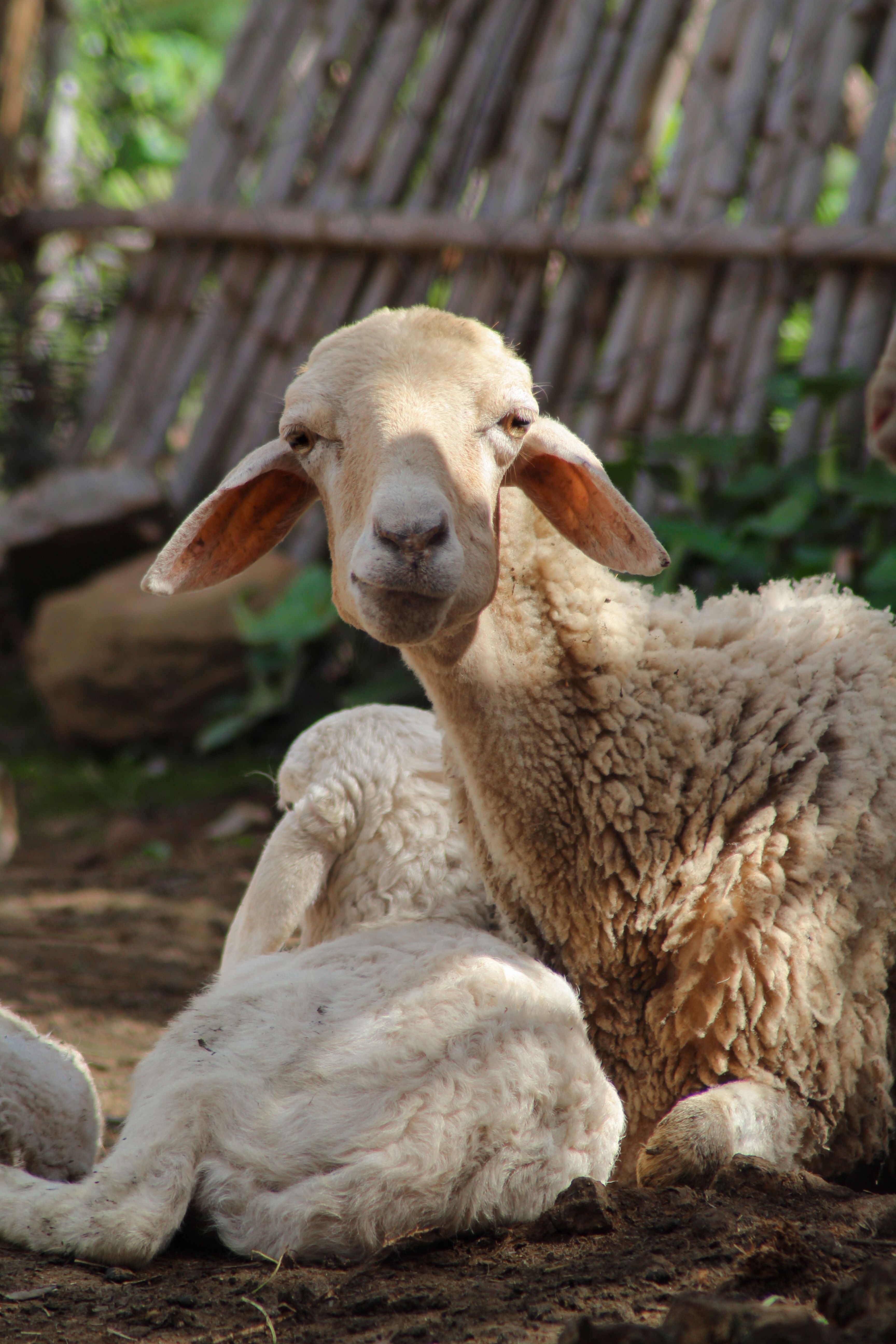 Resting Sheep in Algerian Farmyard · Free Stock Photo