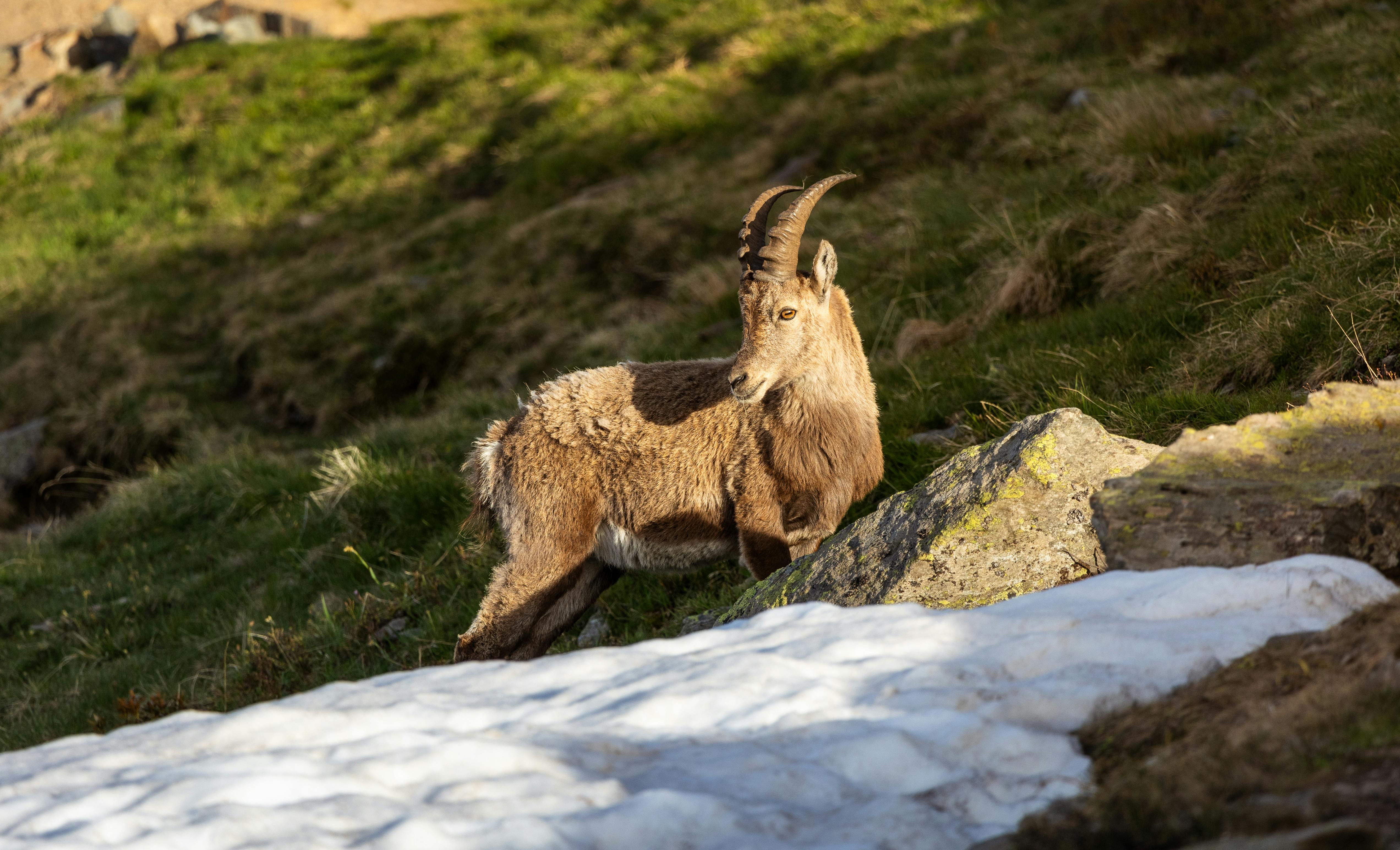 Wild Alpine Ibex in Chamonix, France · Free Stock Photo