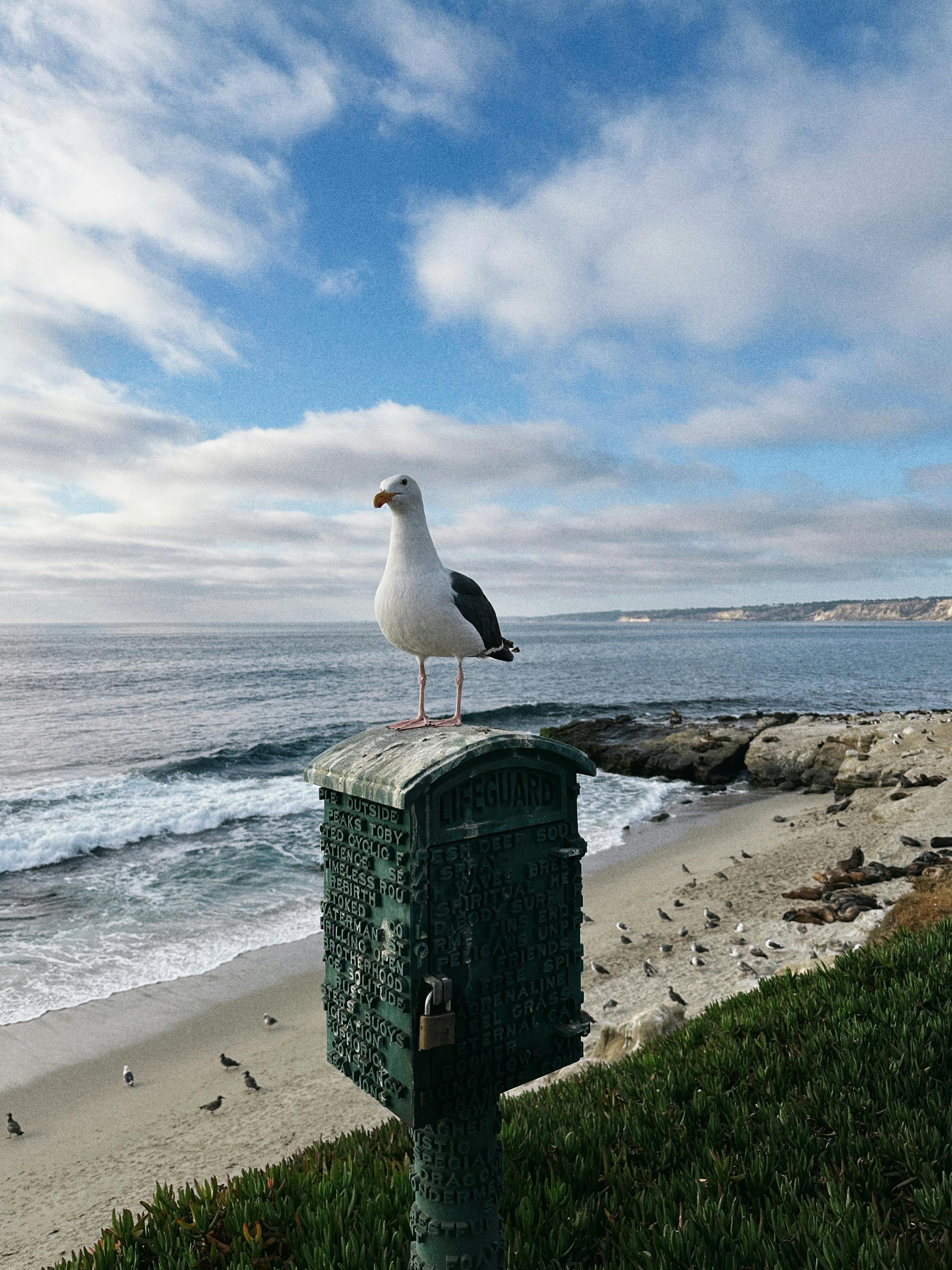 Seagull on Lifeguard Stand at La Jolla Shores · Free Stock Photo