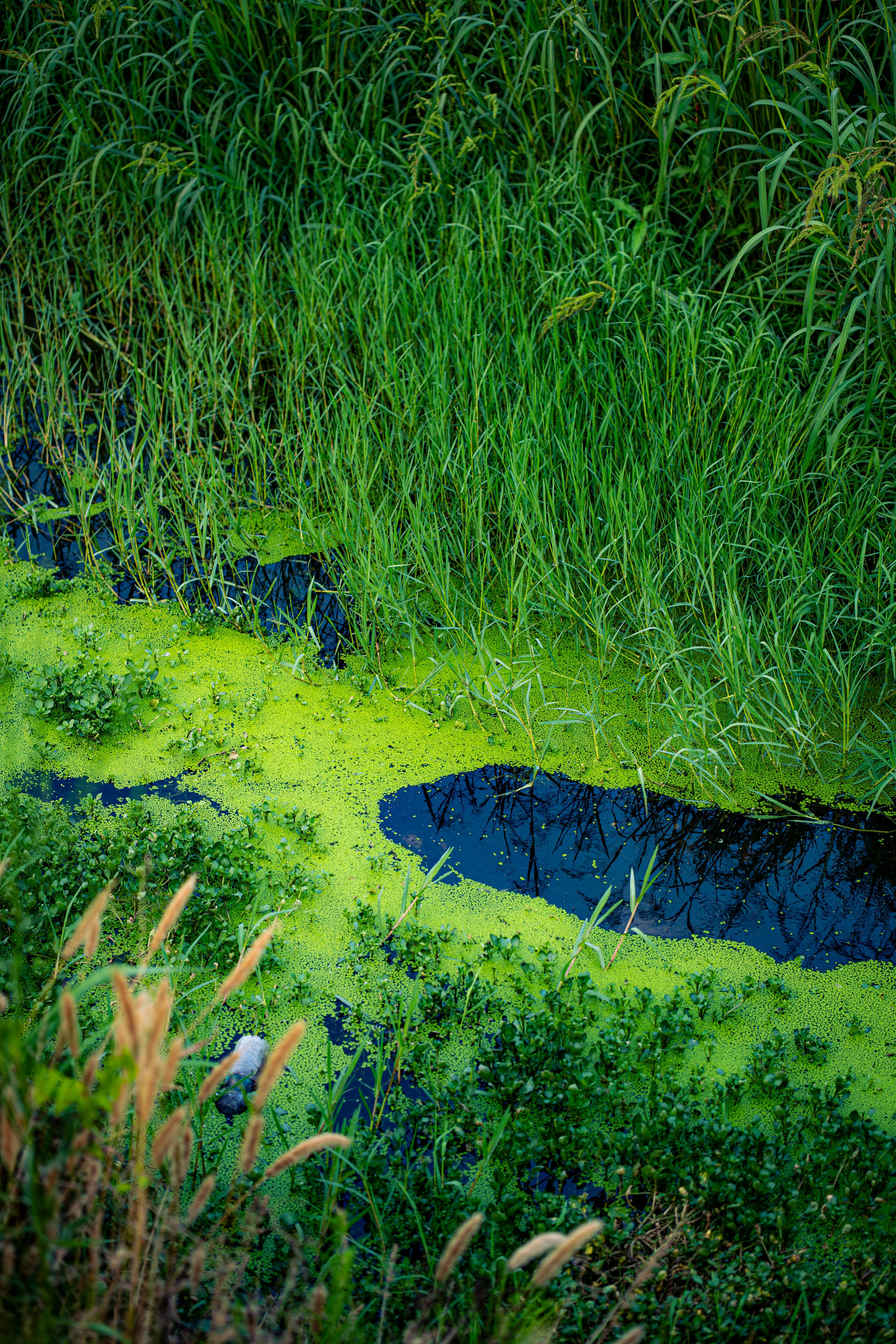 Marsh Ecosystem Photos, Download The BEST Free Marsh Ecosystem Stock ...