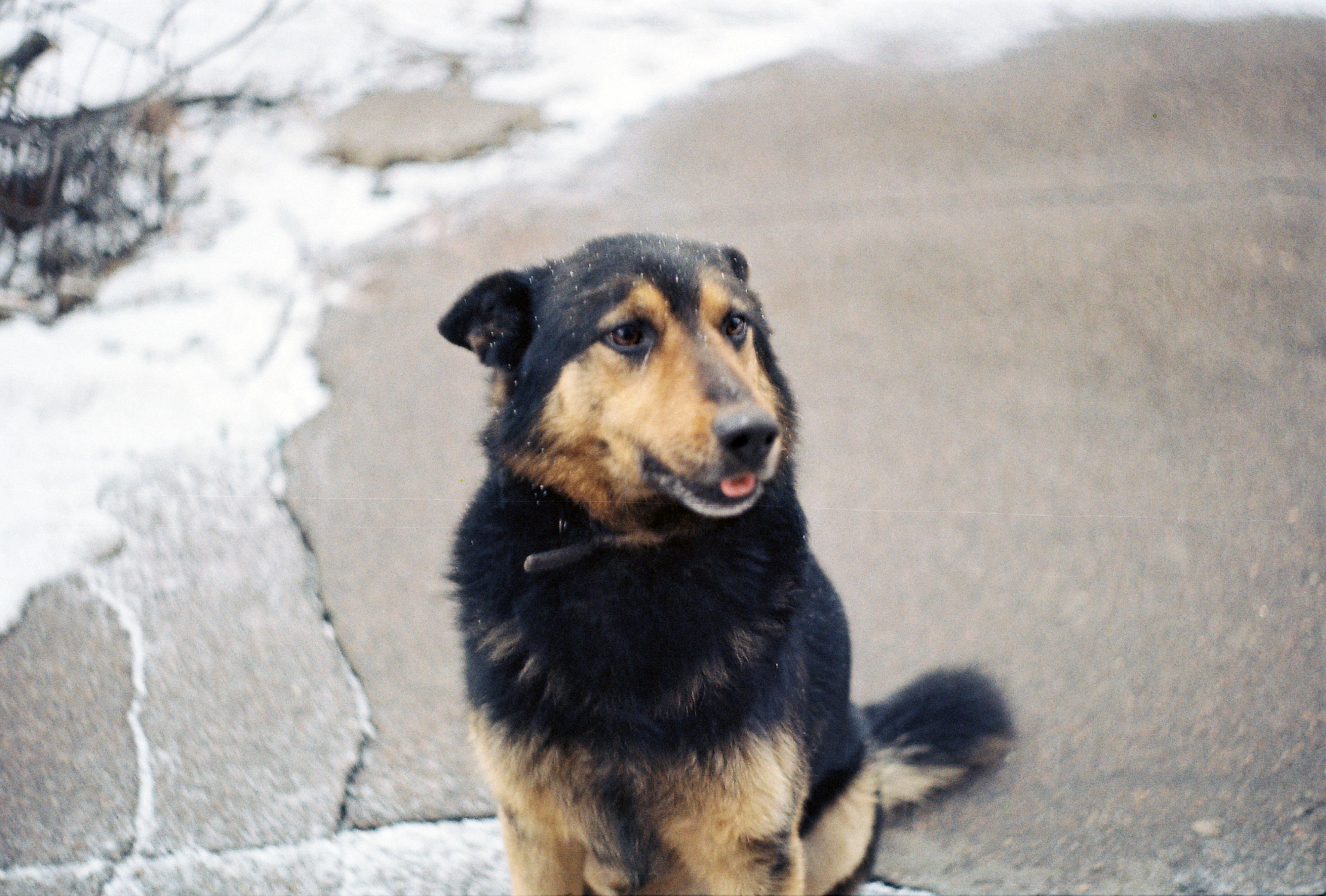 Calm German Shepherd in Snowy Urban Setting · Free Stock Photo