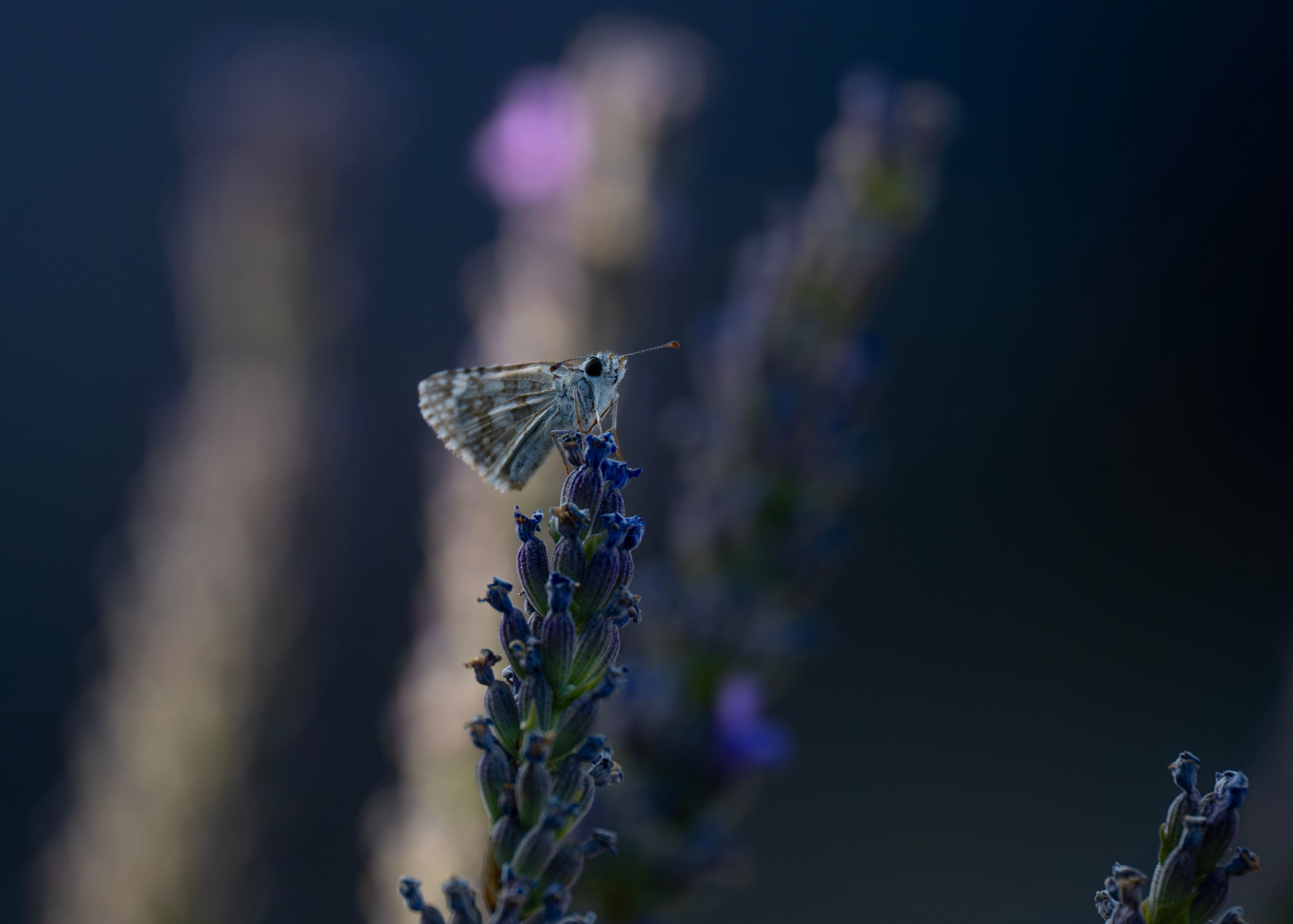Monarch Butterfly Soars Above Wildflower Field · Free Stock Photo