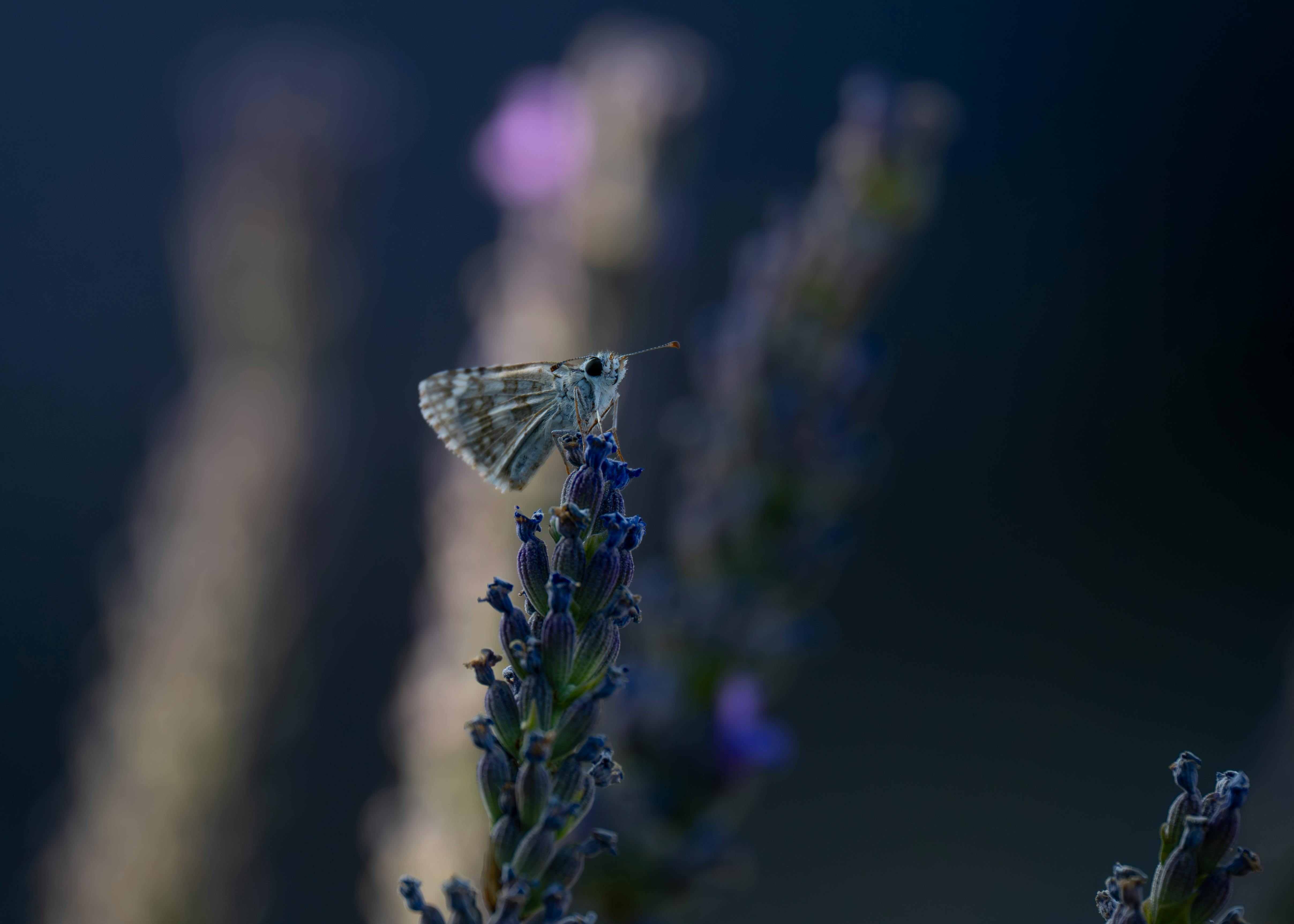 Skipper Moth Photos, Download The BEST Free Skipper Moth Stock Photos ...