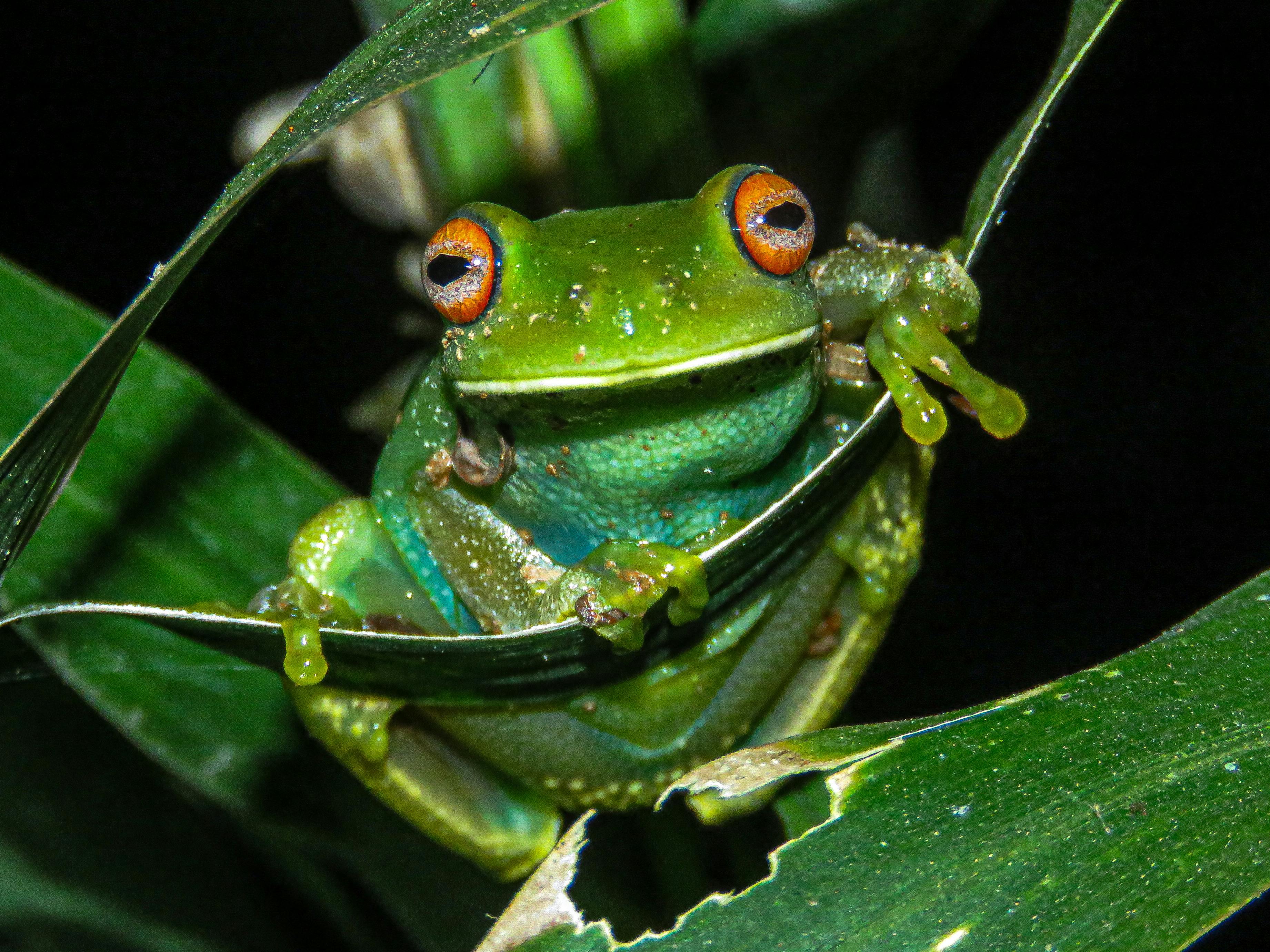 Colorful Brazilian Tree Frog on Red Flower · Free Stock Photo