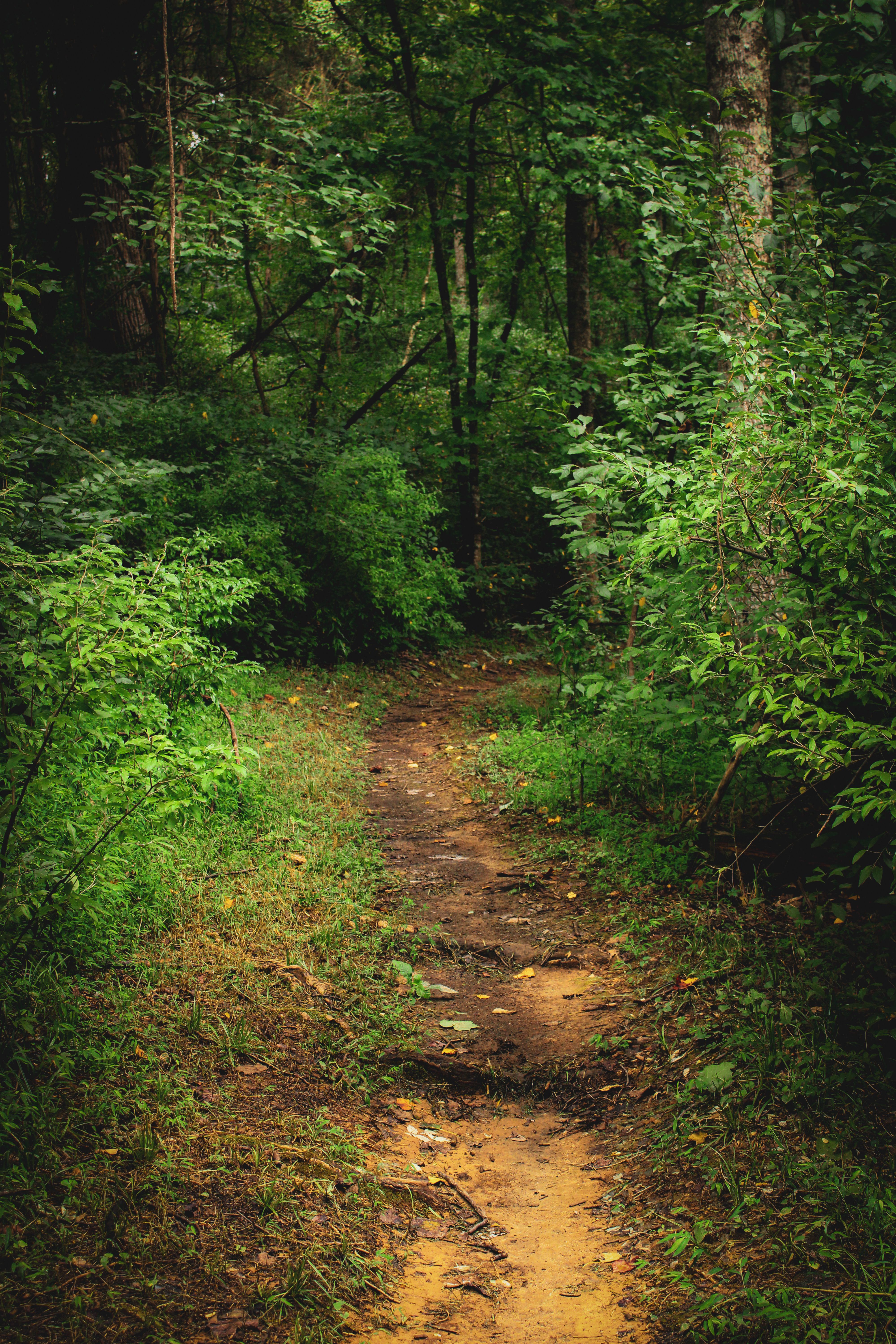 Path Photos, Download The BEST Free Path Stock Photos & HD Images