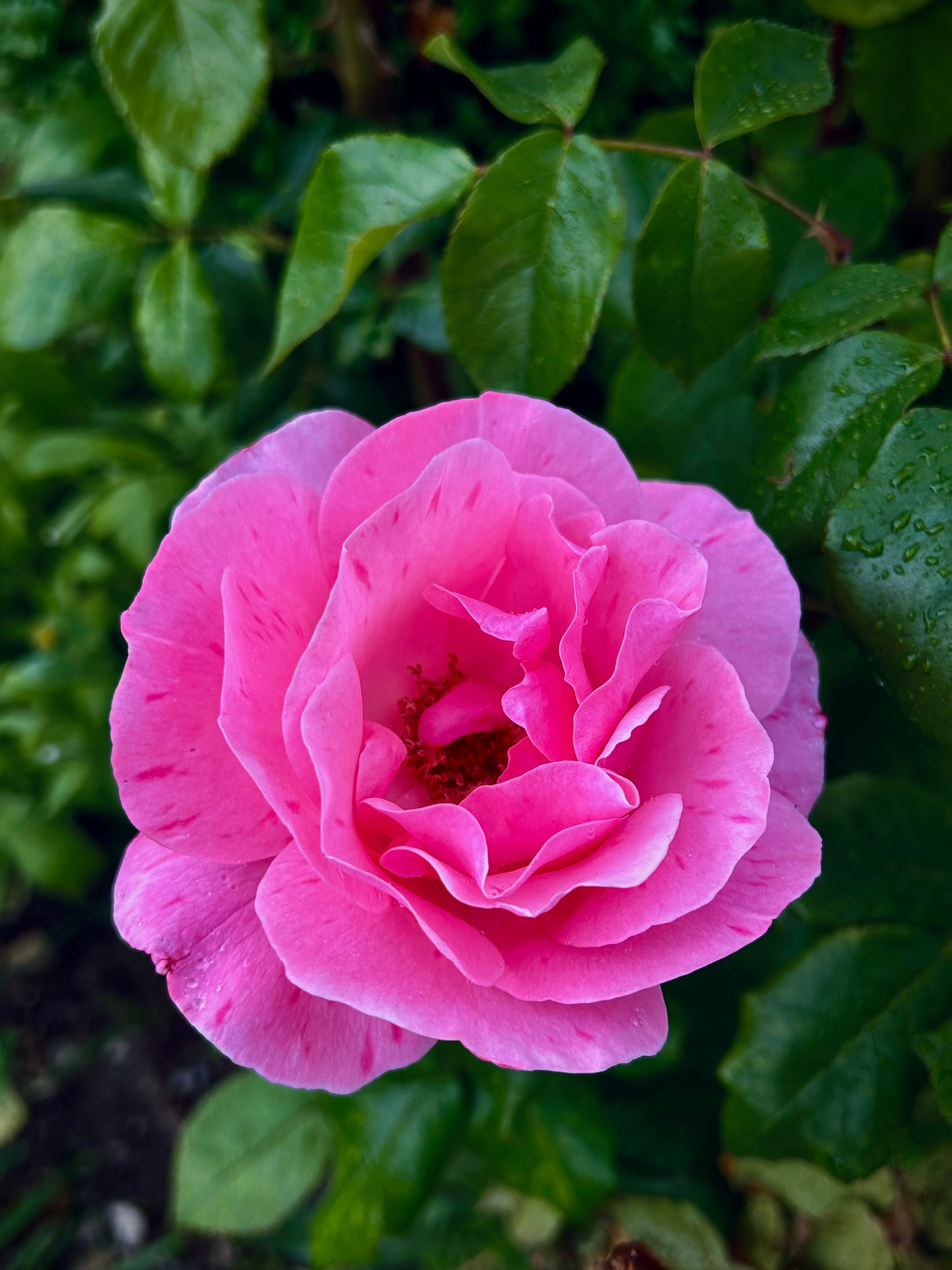 A Pink Flower in Bloom · Free Stock Photo