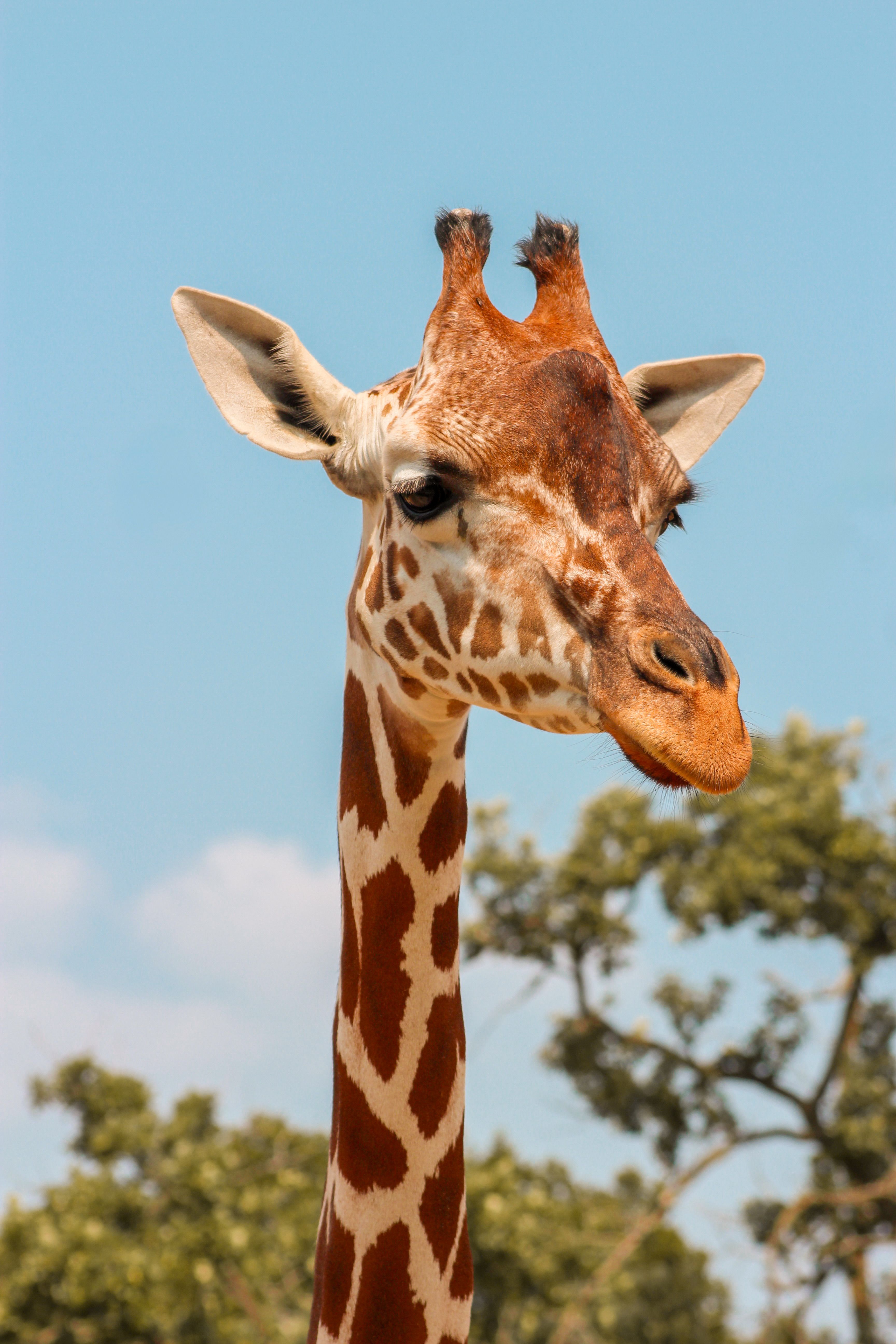Close-Up Portrait of a Giraffe in Nature · Free Stock Photo